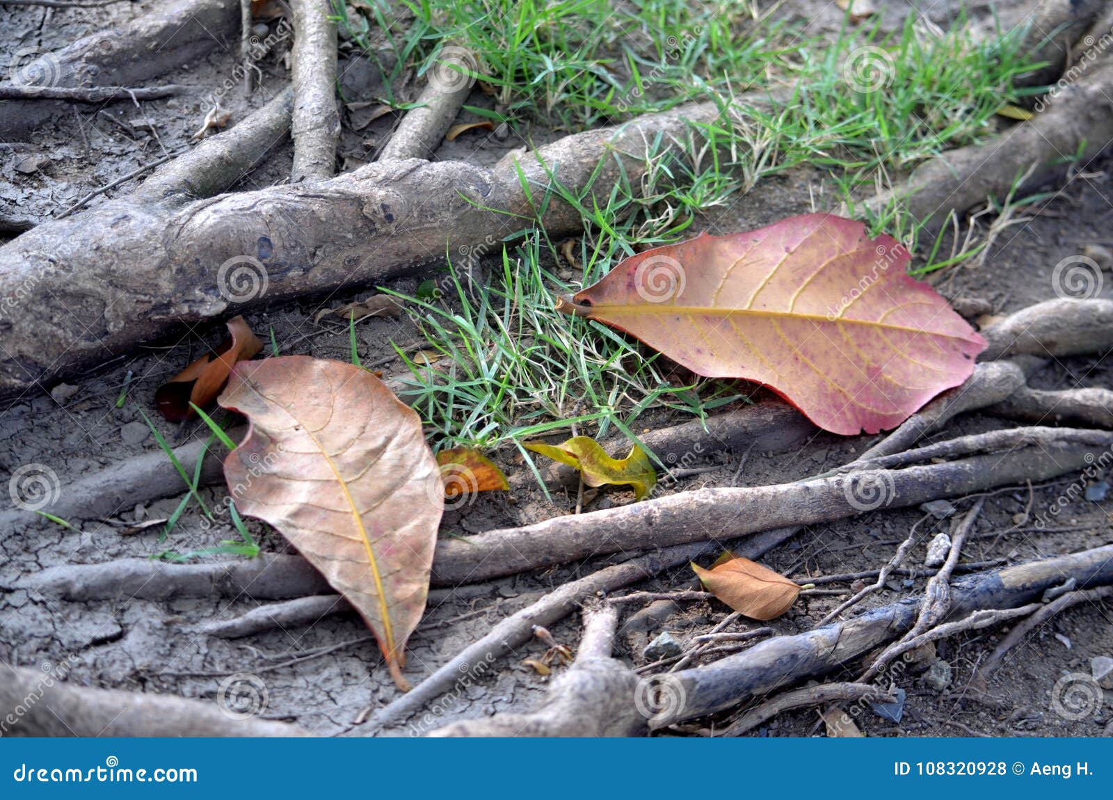 Green grass and tree. stock photo. Image of nature, creeper - 108320928