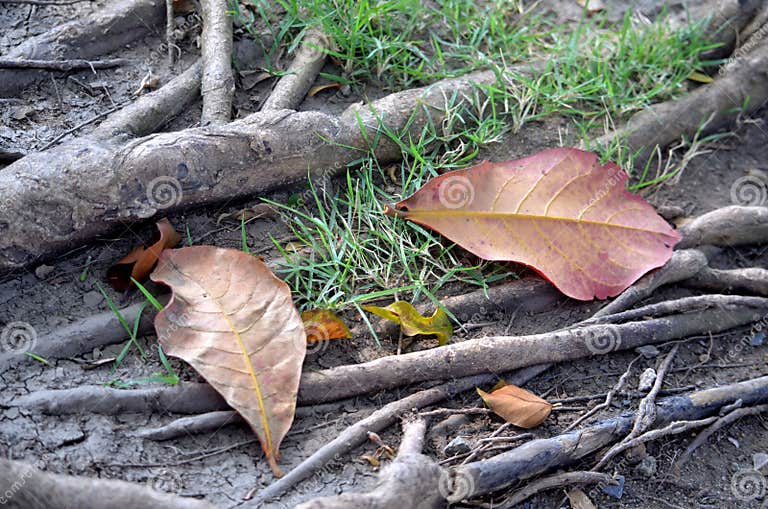 Green grass and tree. stock photo. Image of nature, creeper - 108320928