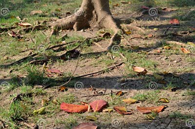 Green grass and tree. stock image. Image of green, roots - 108320981