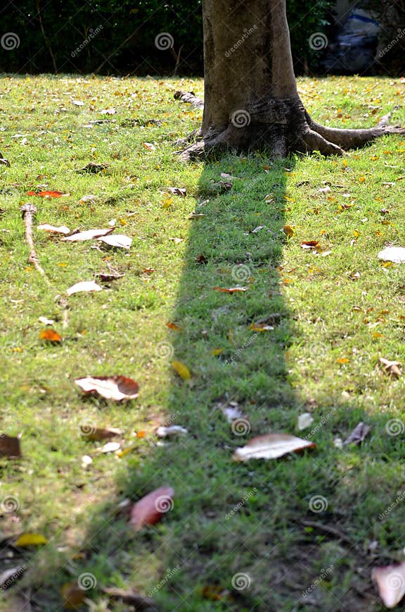 Green grass and tree. stock photo. Image of grass, creeper - 108320880