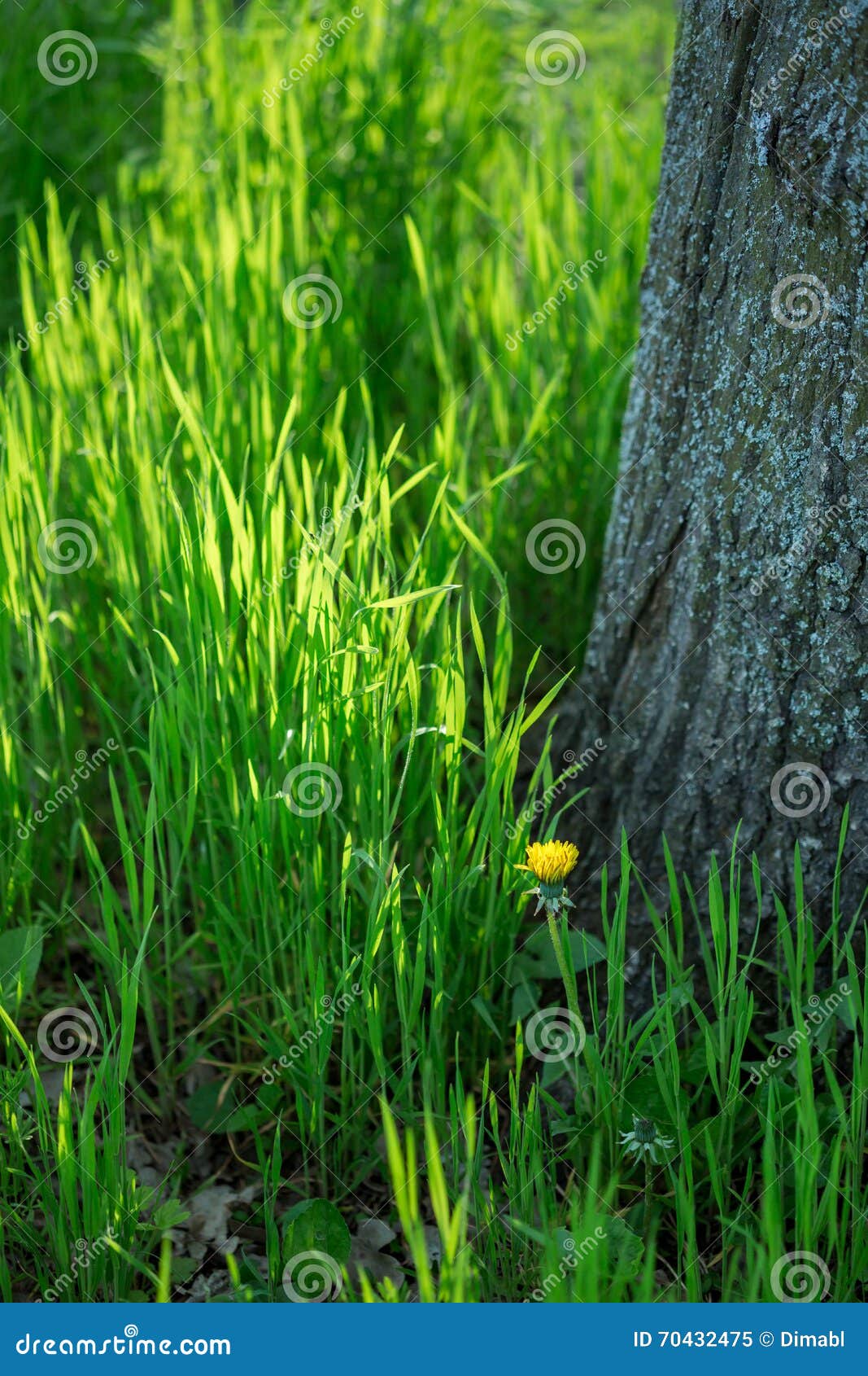 Green grass and tree stock image. Image of environment - 70432475