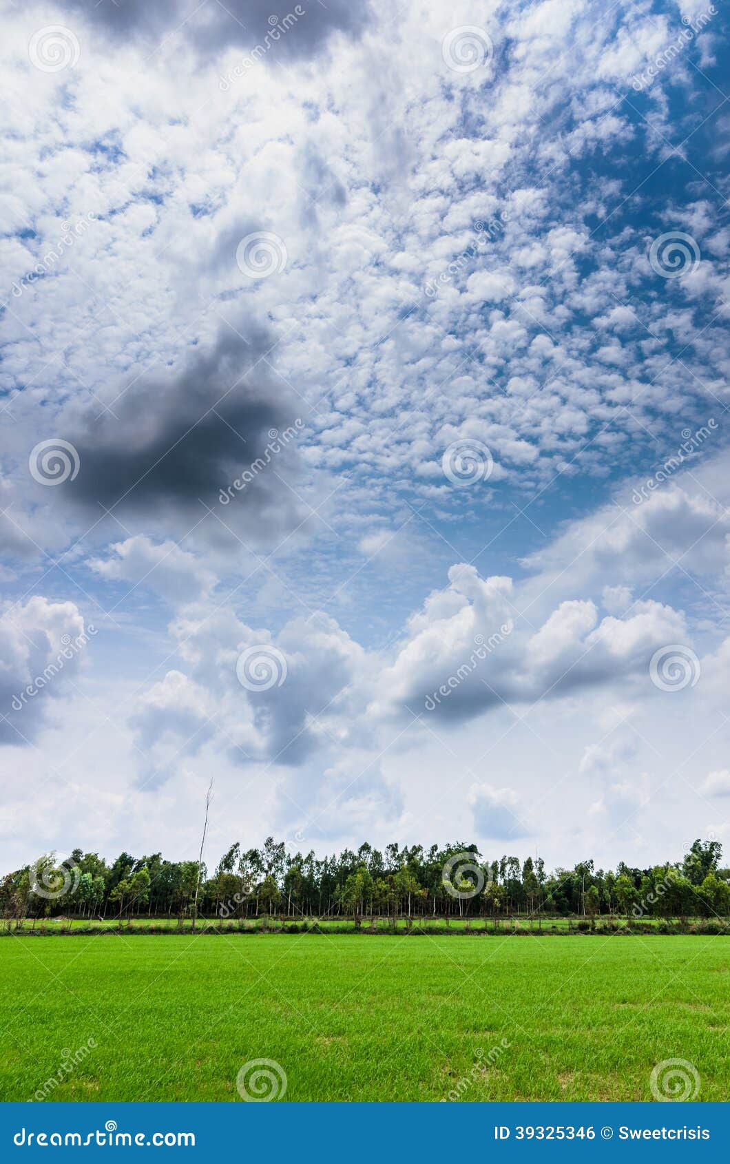 Green grass tree and sky stock photo. Image of garden - 39325346