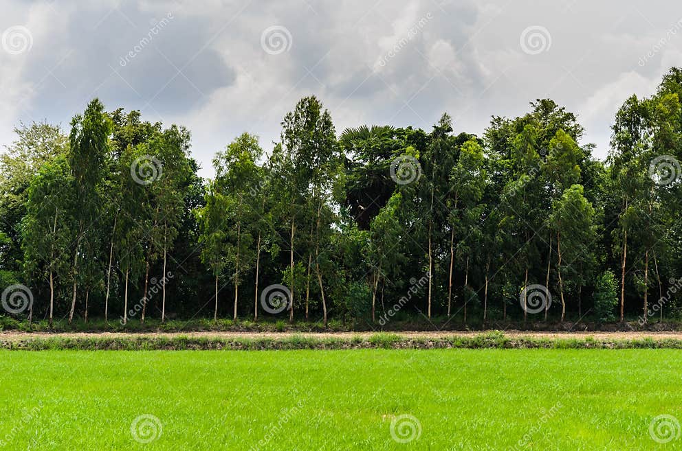 Green grass tree and sky stock image. Image of botany - 39326027