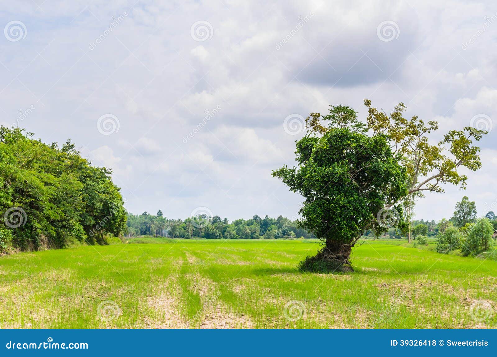 Green grass tree and sky stock photo. Image of rural - 39326418
