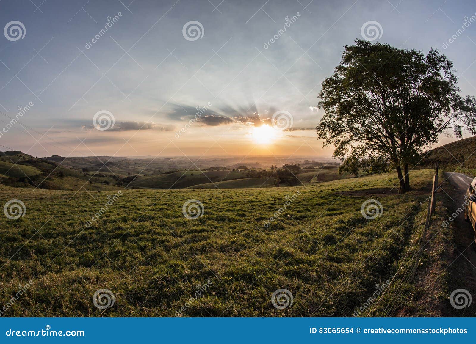 Green Grass And Tree During Sunrise Picture. Image: 83065654