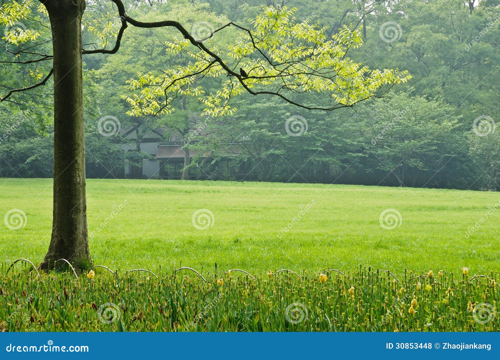 Green grass tree stock photo. Image of leaves, diverse - 30853448