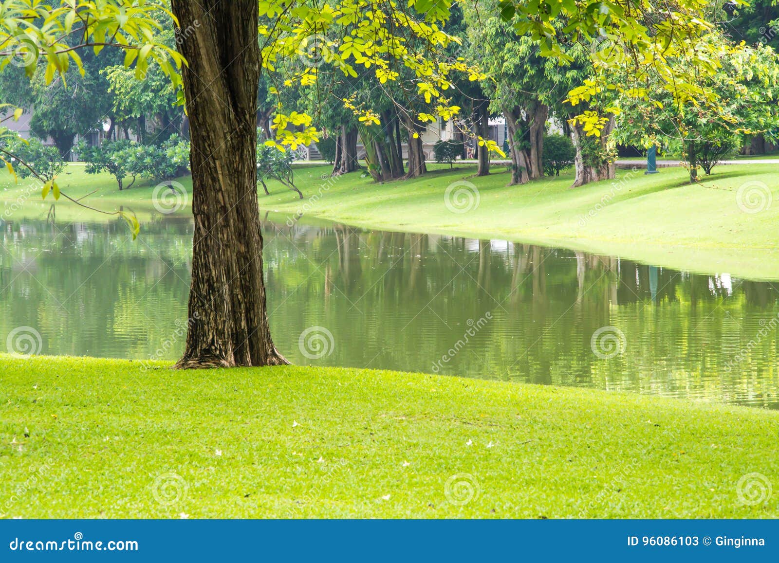 Green Grass, Tree ,water in Garden Stock Image - Image of summer, water ...
