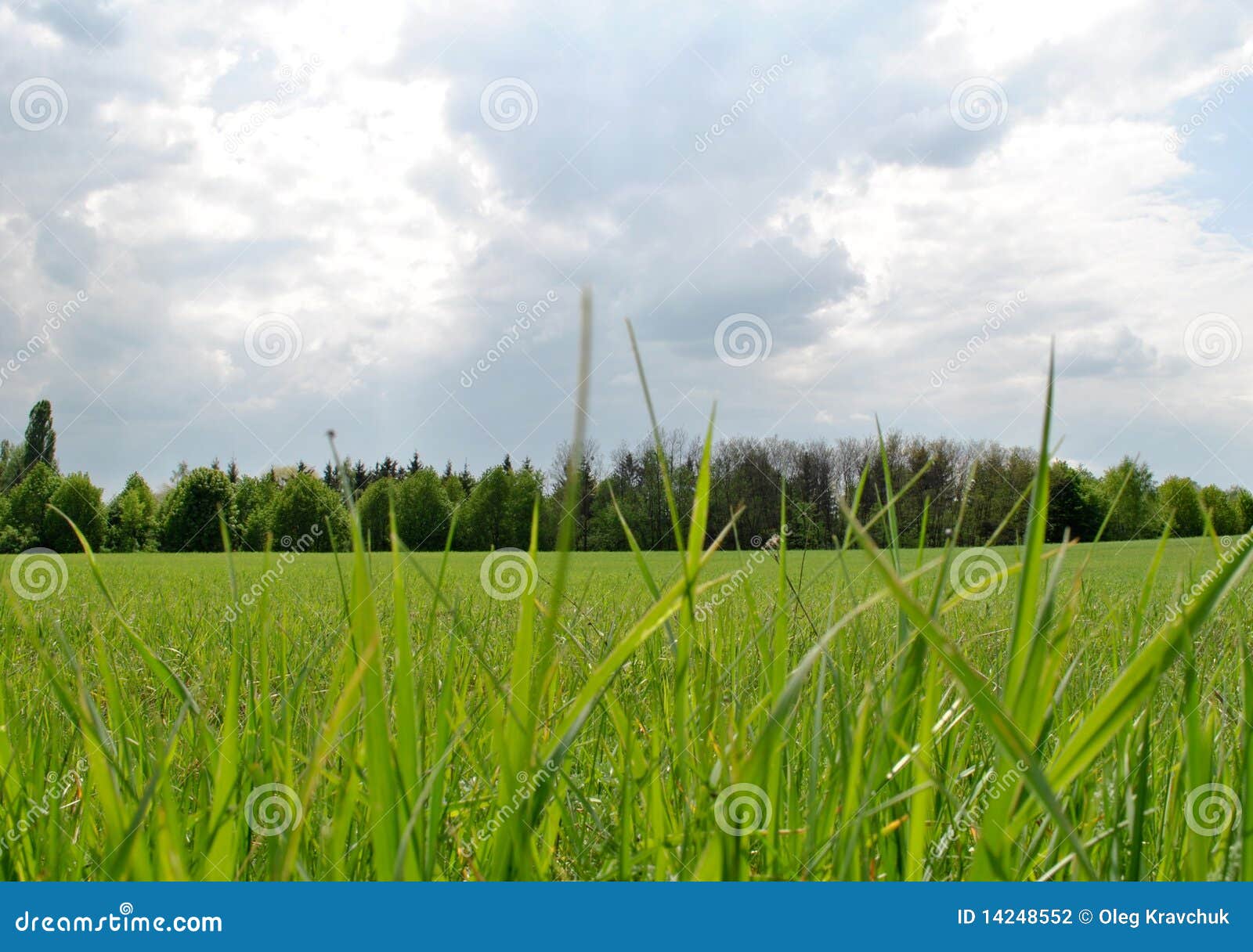 Green grass and trees stock photo. Image of plain, outdoor - 14248552