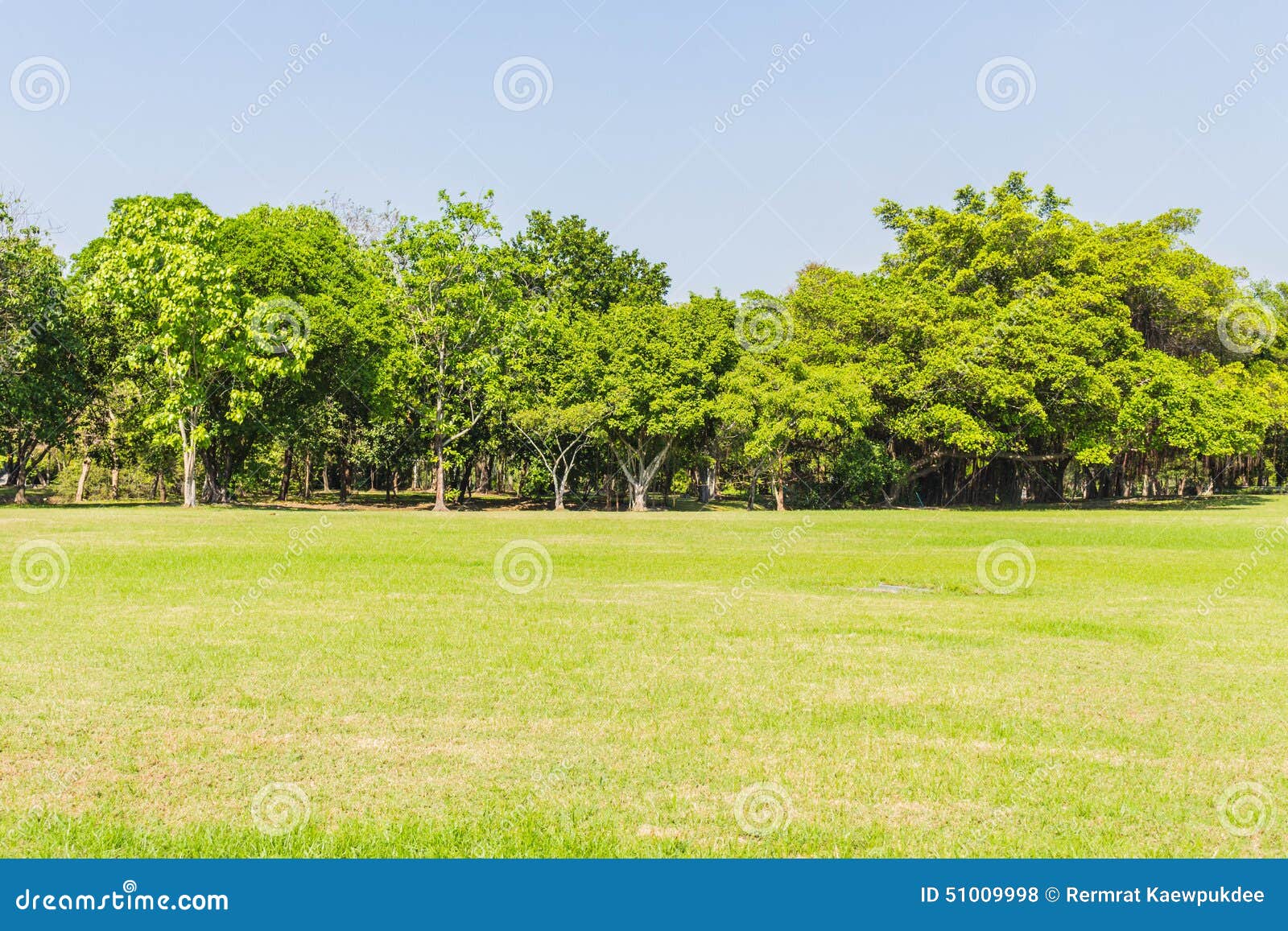Green grass and trees. stock photo. Image of tree, landscaped - 51009998
