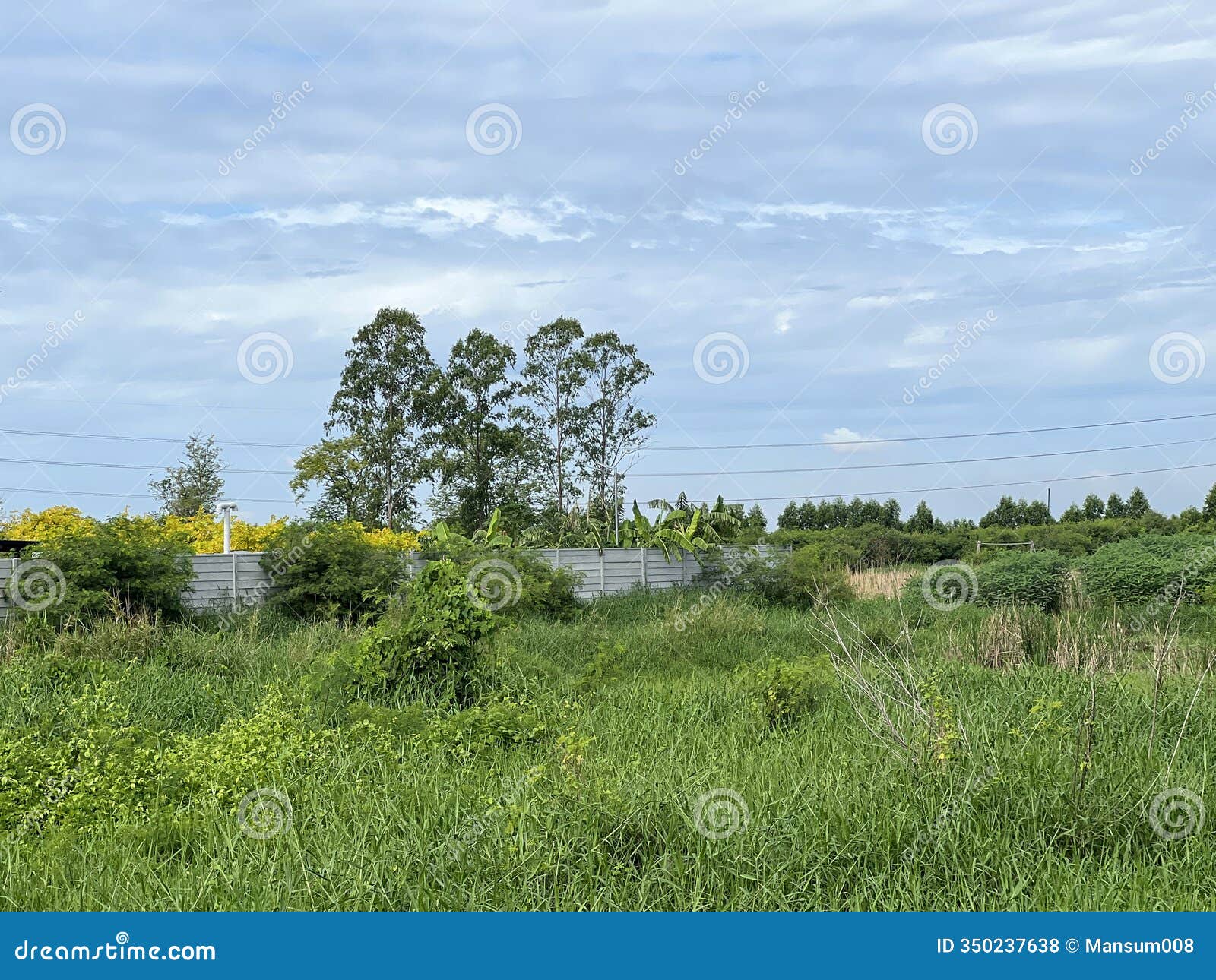 Green Grass and Trees on Background of Blue Sky Stock Photo - Image of ...