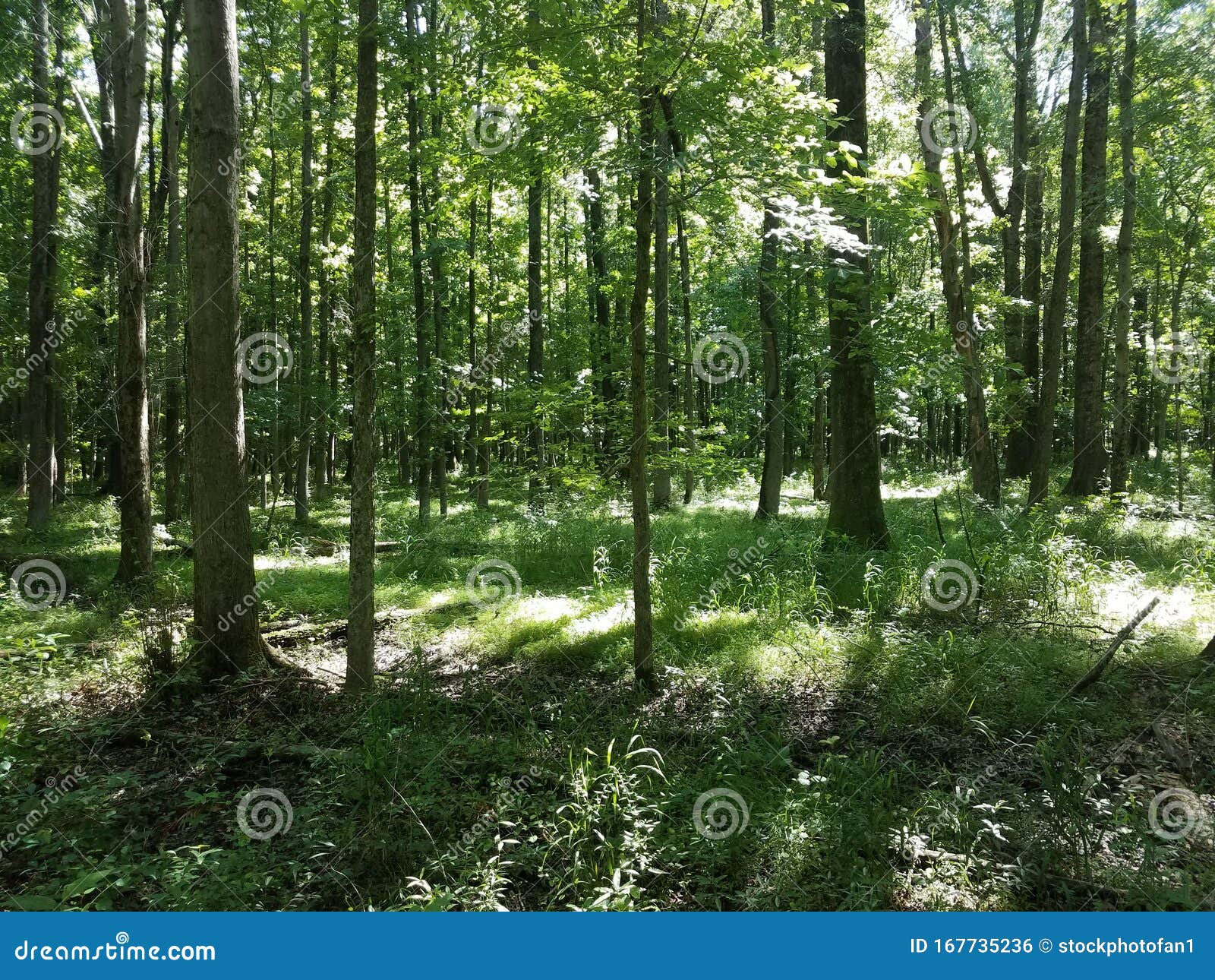 Green Grass and Trees with Leaves in Forest Stock Photo - Image of ...