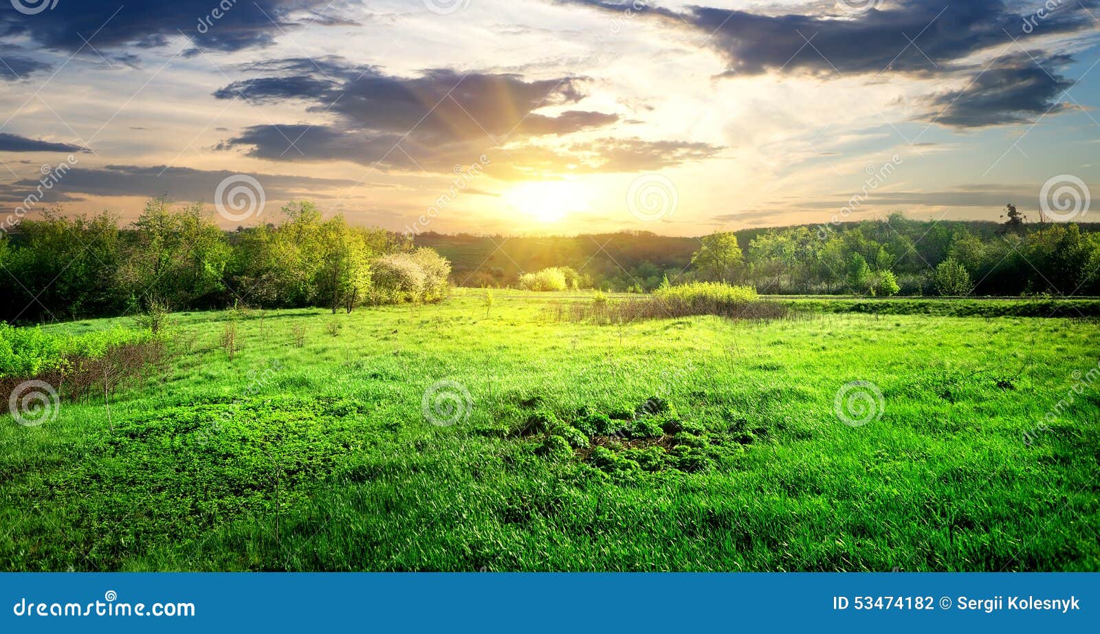 Green grass and trees stock photo. Image of cloud, sunlight - 53474182