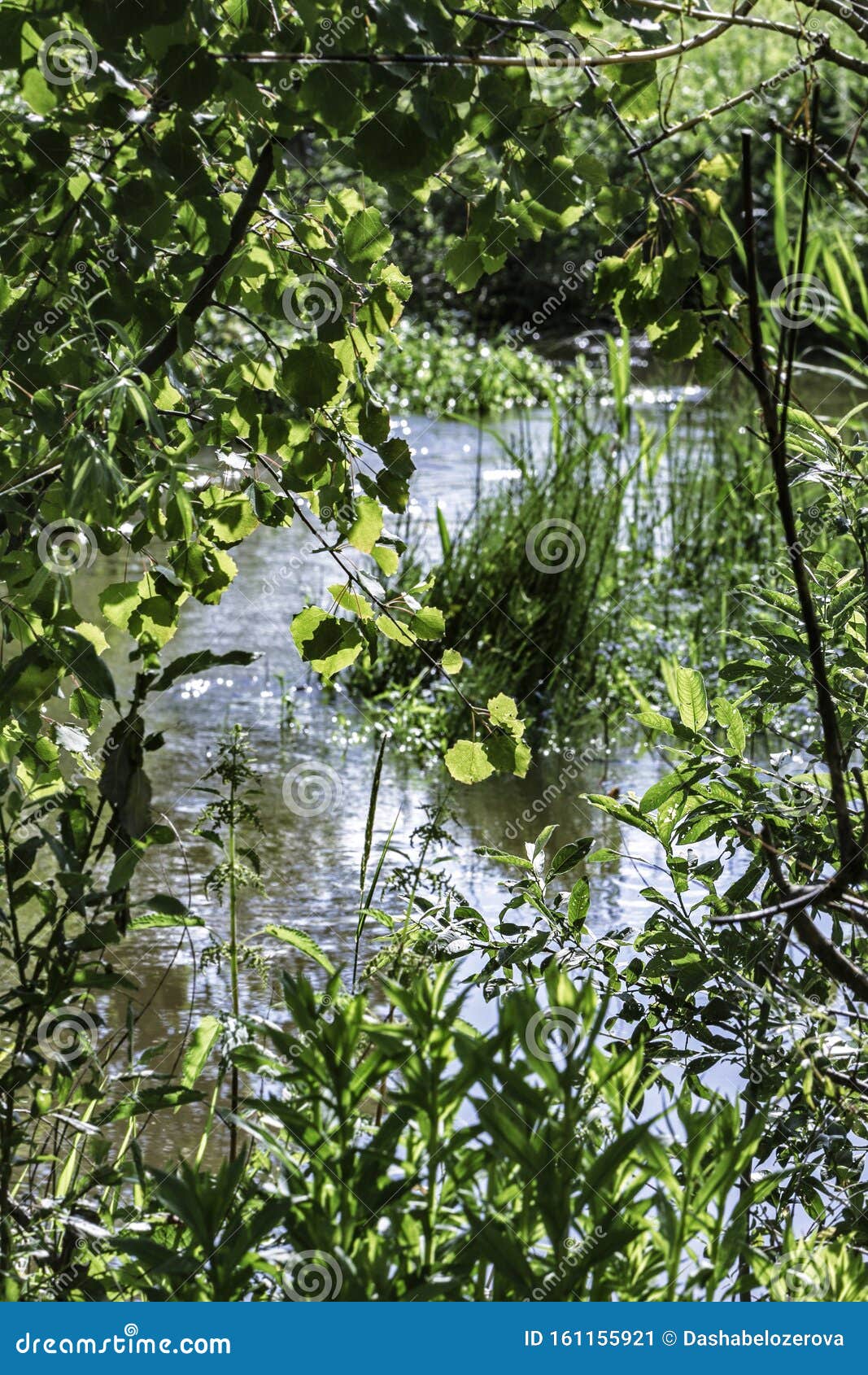 Green Grass and Trees Near Water Stock Image - Image of peaceful ...