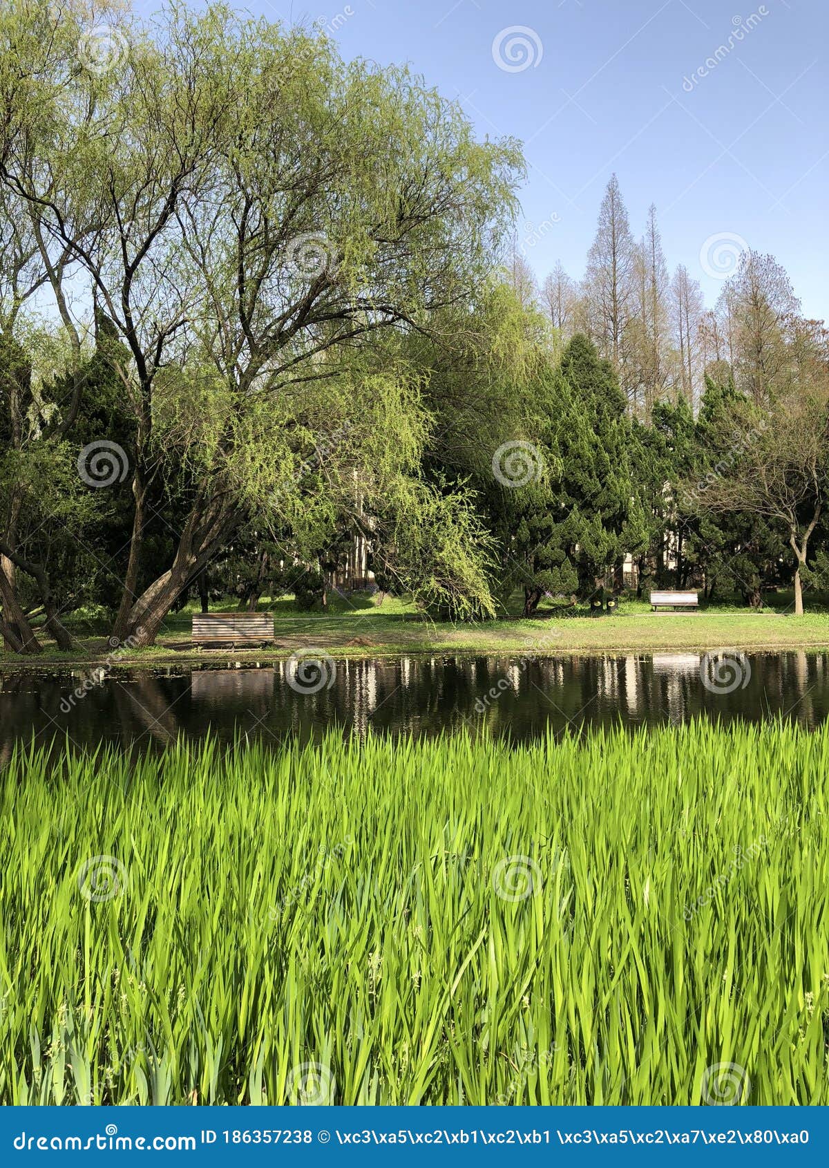 Green Grass and Trees by the River Stock Photo - Image of white ...