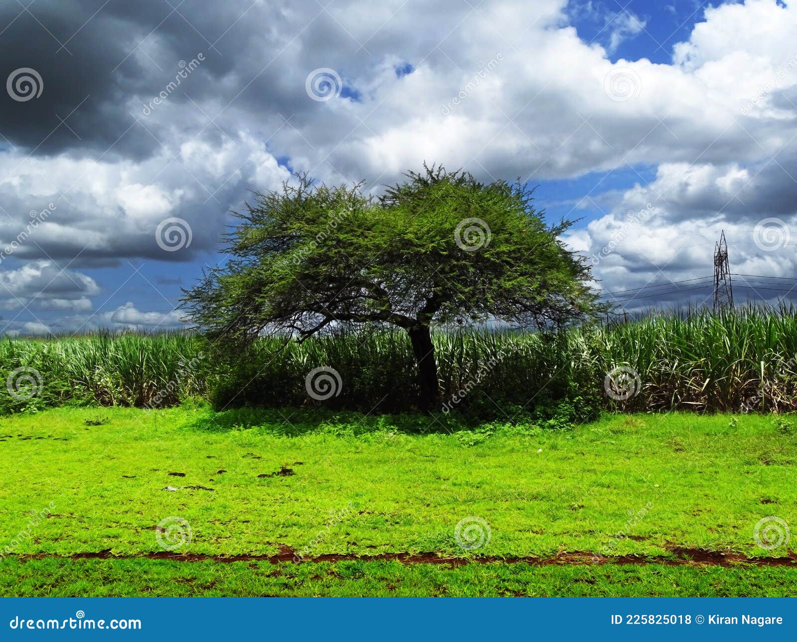 Green Grass, Trees, Sky Background. Nature Background. Stock Photo ...