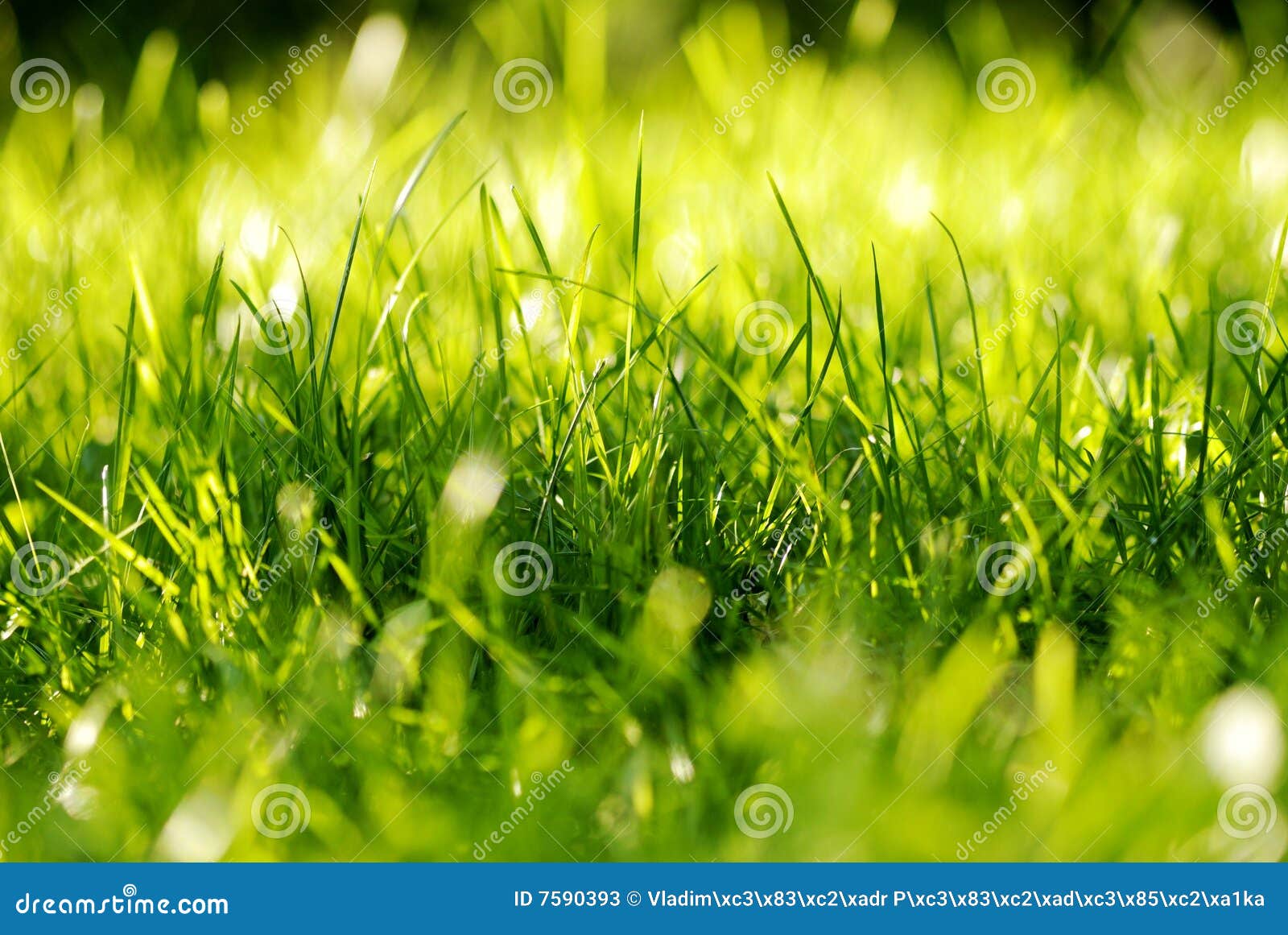 Green Grass Tuft stock image. Image of tussock, closeup - 7590393