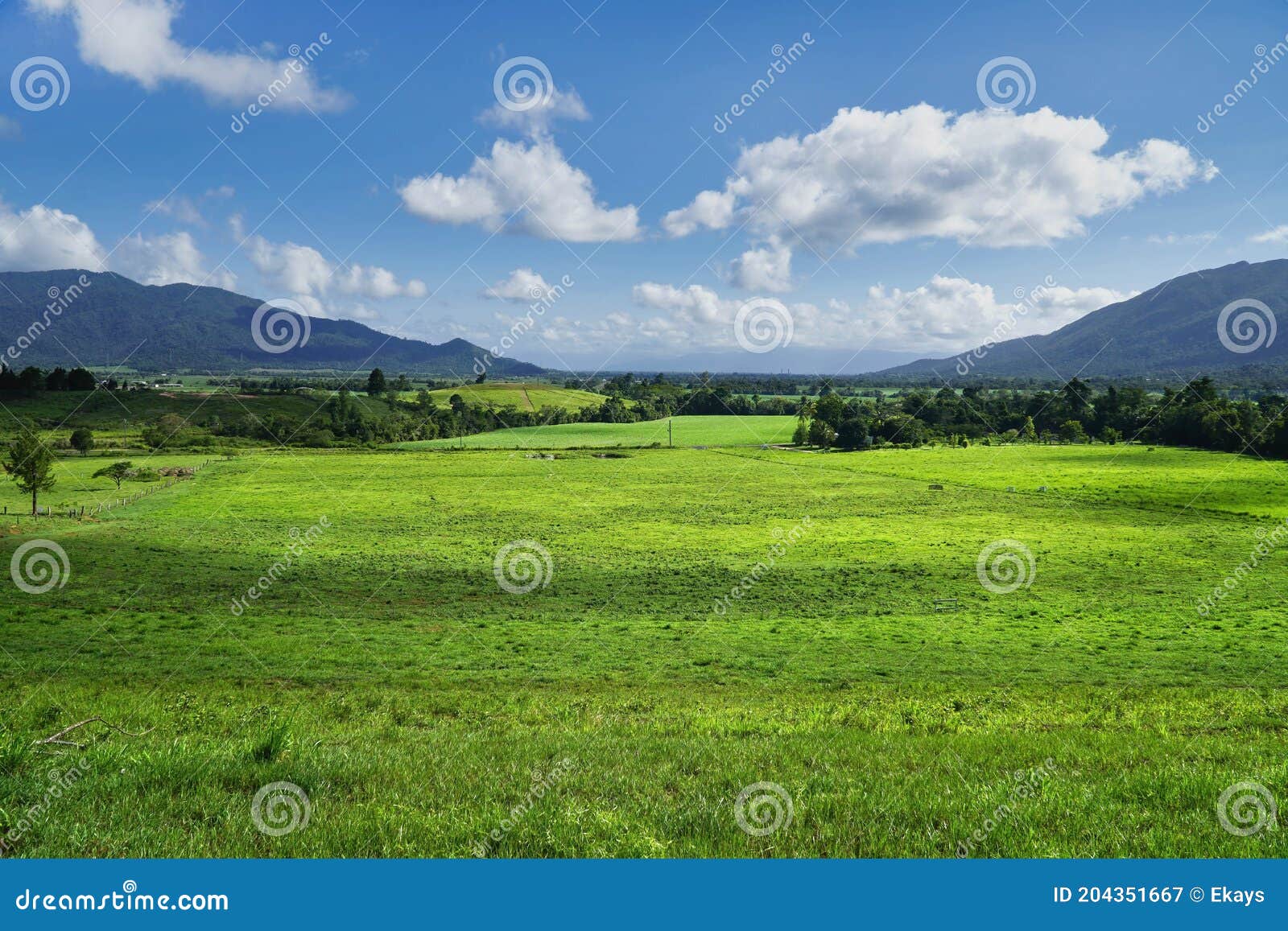 Green Grass at Tully Queensland Stock Image - Image of natural ...