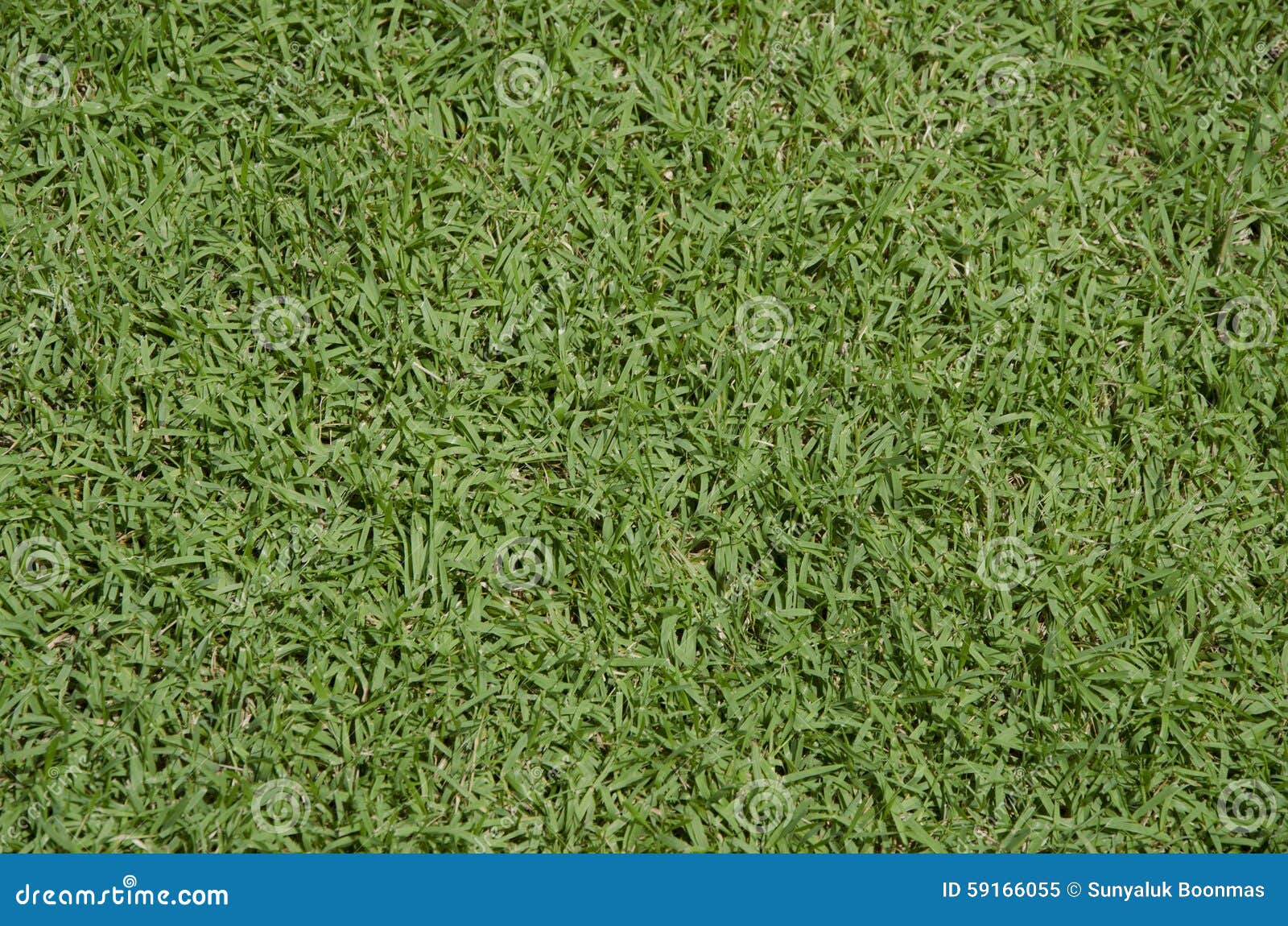 Green Grass Turf Floor Texture Stock Image - Image of background, grass ...
