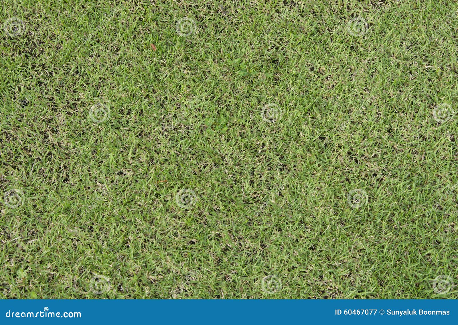 Green Grass Turf Floor Texture Stock Image - Image of detail, lawn ...