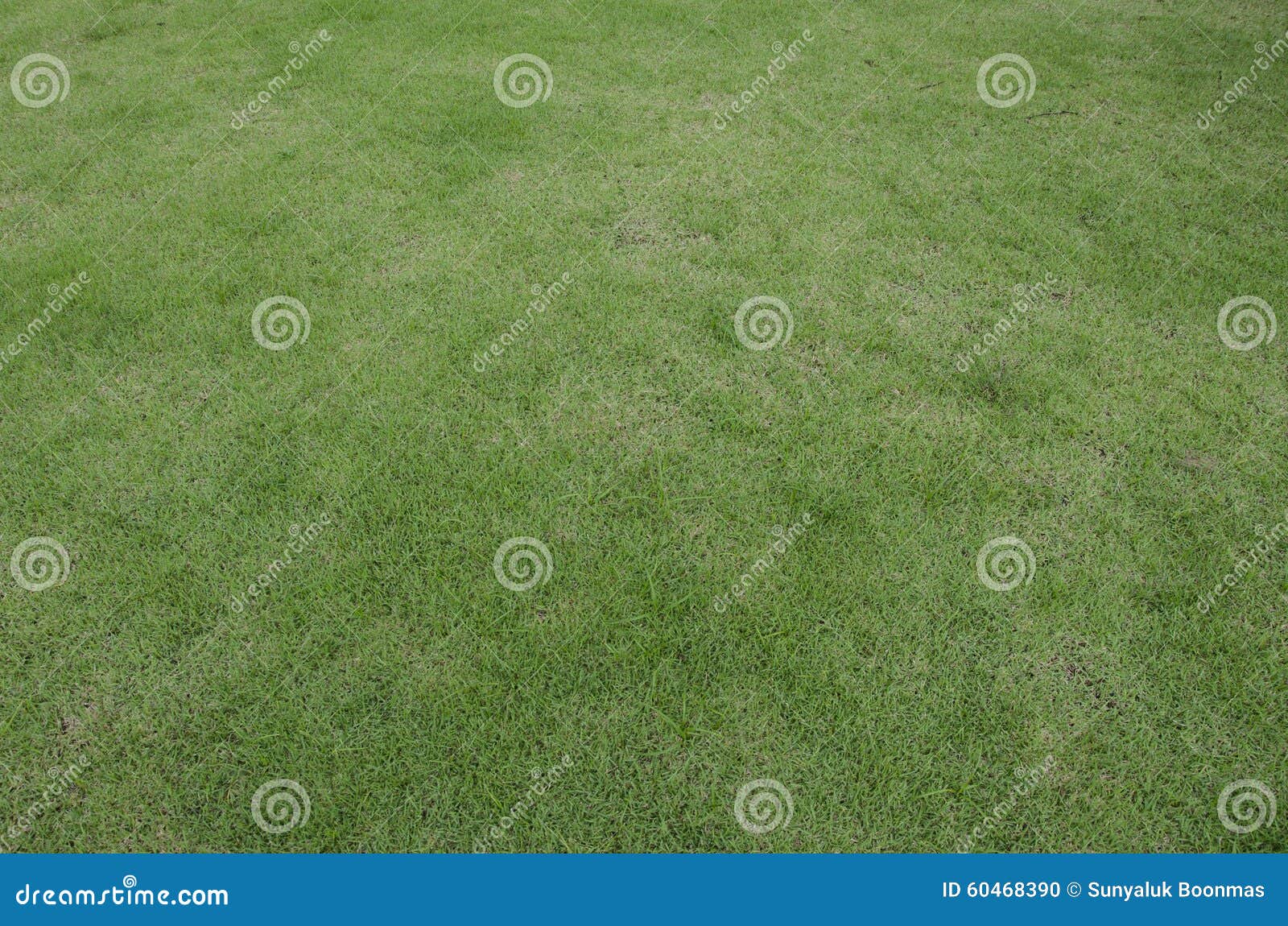 Green Grass Turf Floor Texture Stock Photo - Image of garden, detail ...
