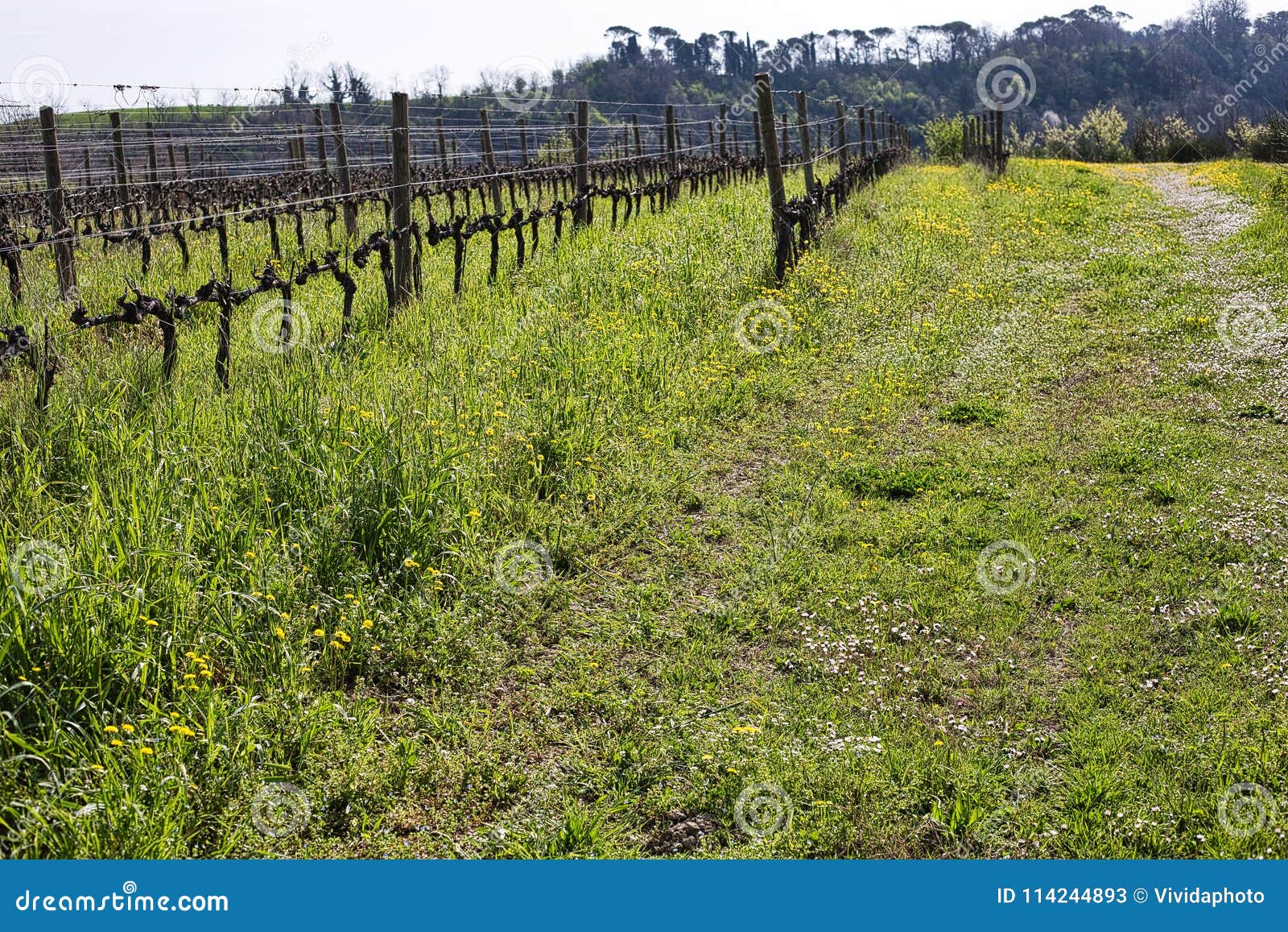 Green Grass in Vineyard Fields Stock Image - Image of vines, grass ...