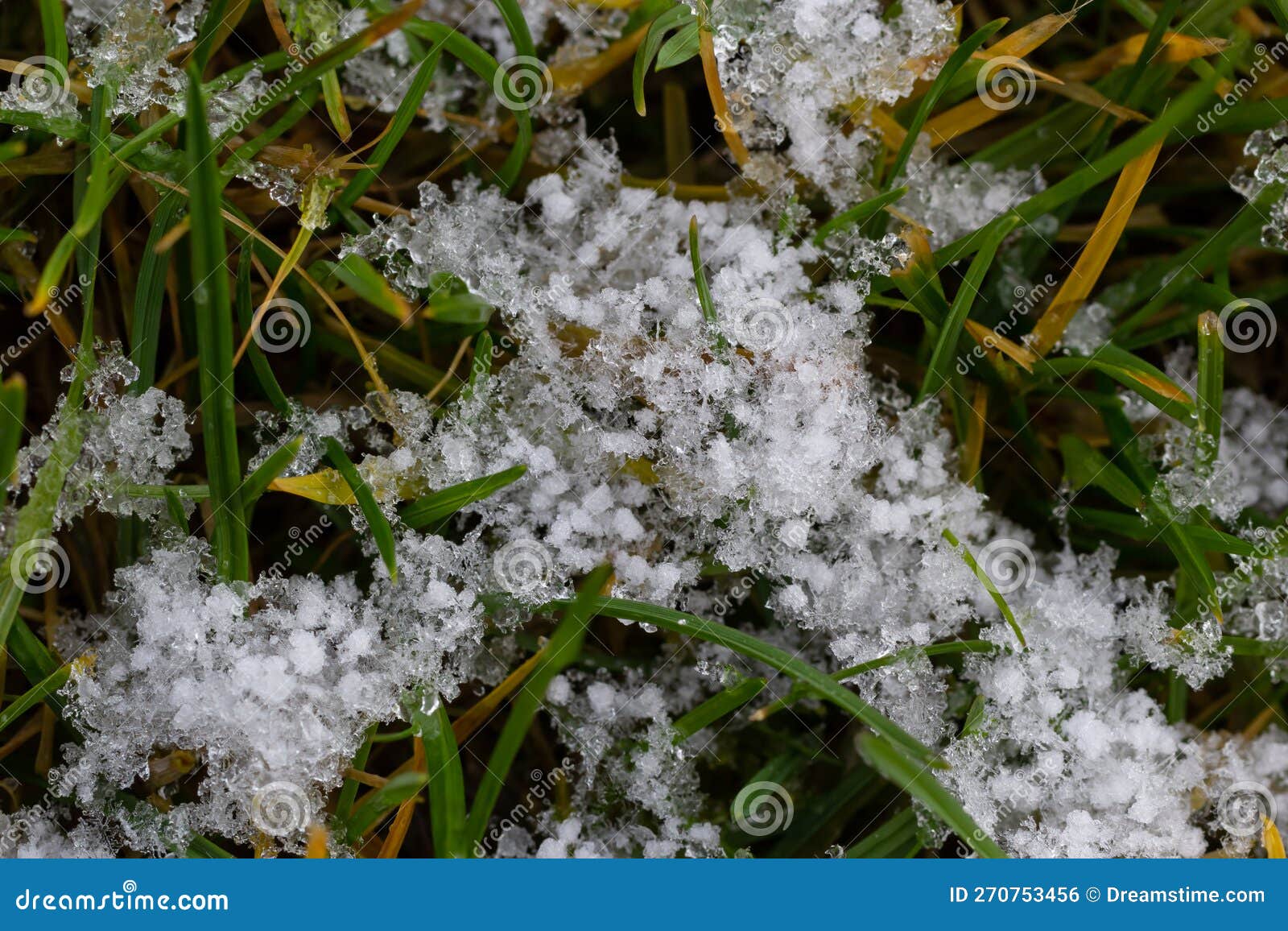 Green Grass Under First White Snow Background, Pattern Texture for Use ...