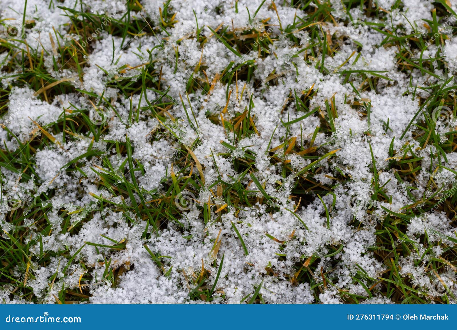 Green Grass Under First White Snow Background, Pattern Texture for Use ...