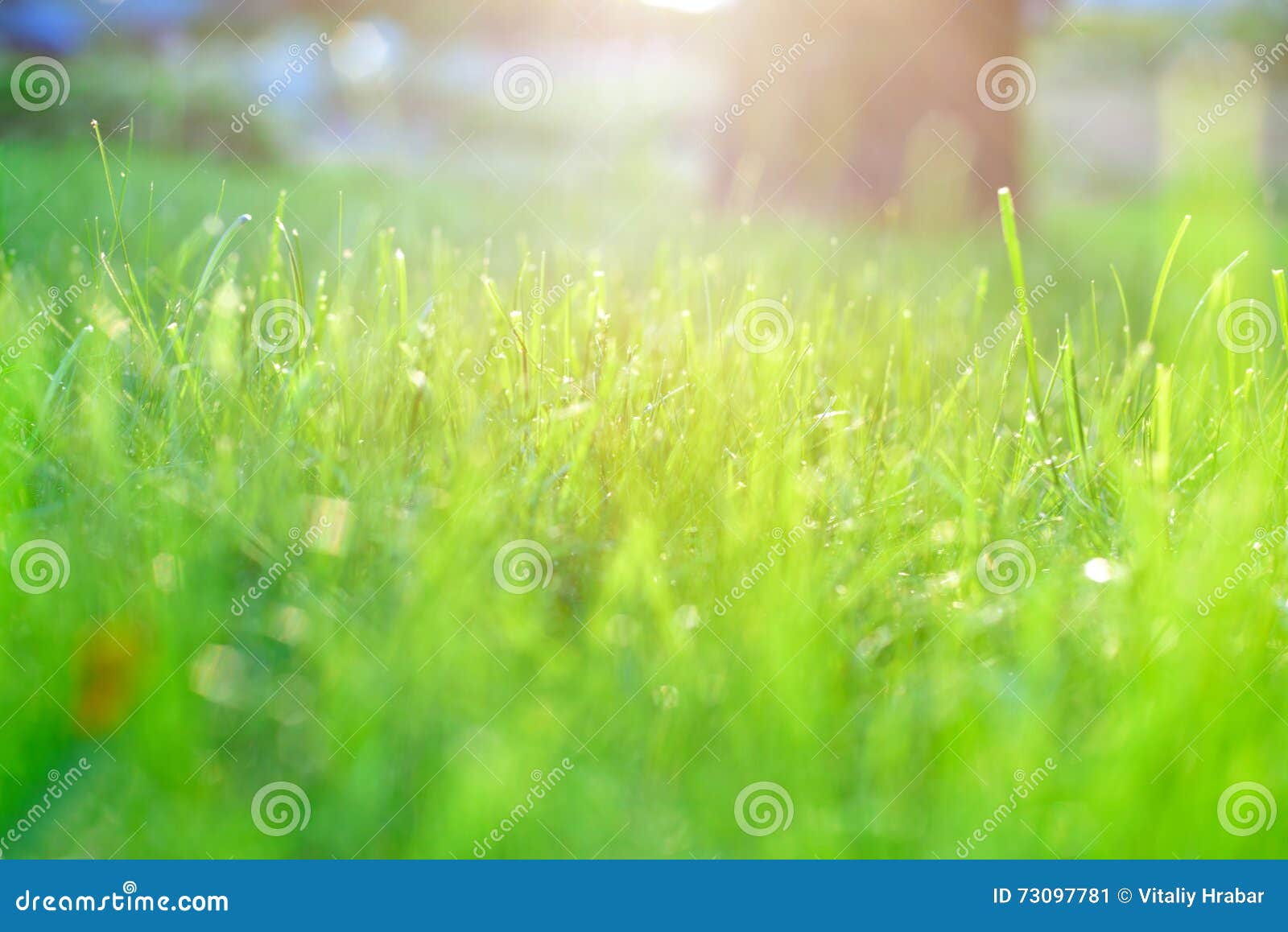 Green Grass Under Rays of Sun Stock Image - Image of sunshine, macro ...