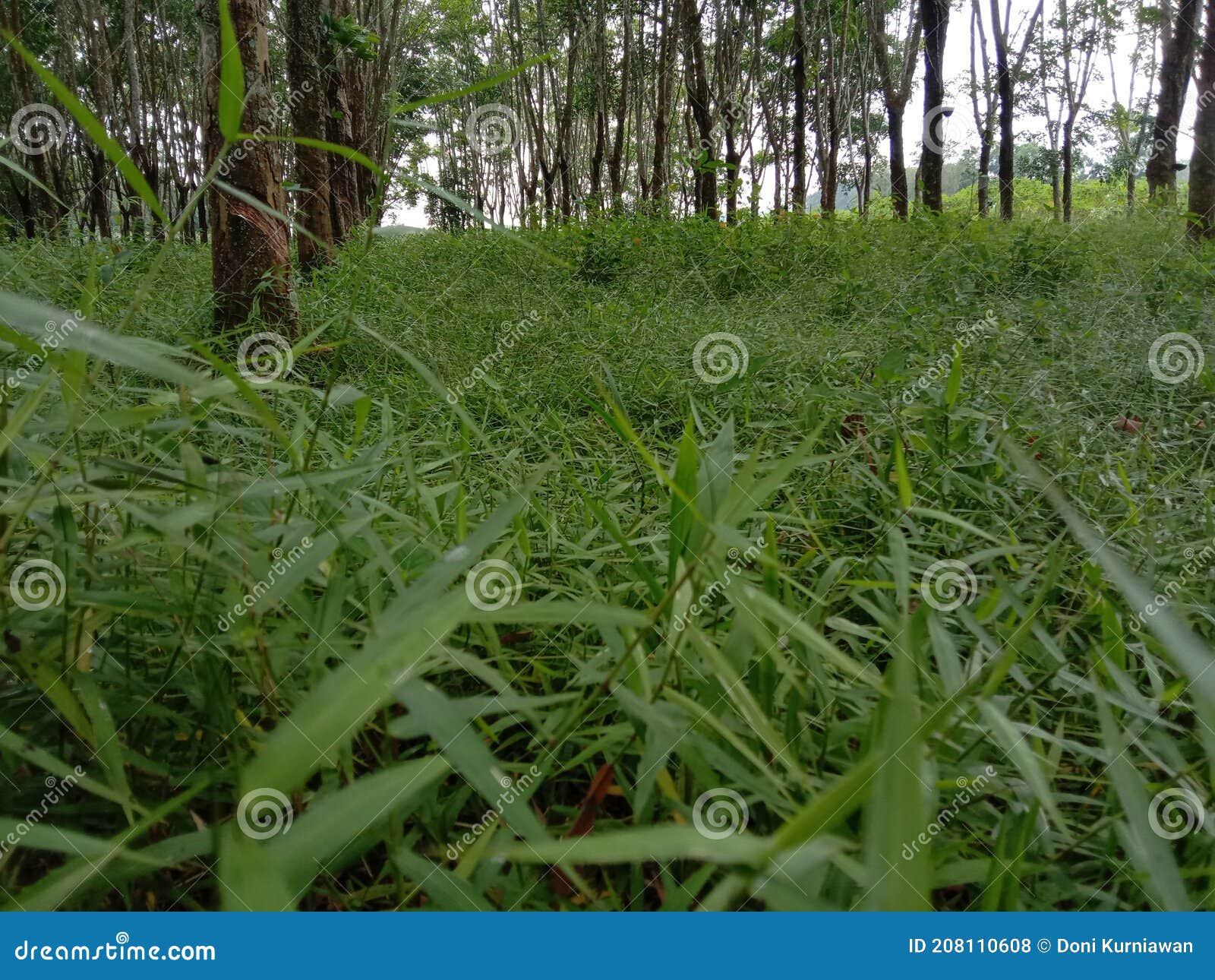 Green Grass Under the Shade of a Rubber Tree Stock Photo - Image of ...
