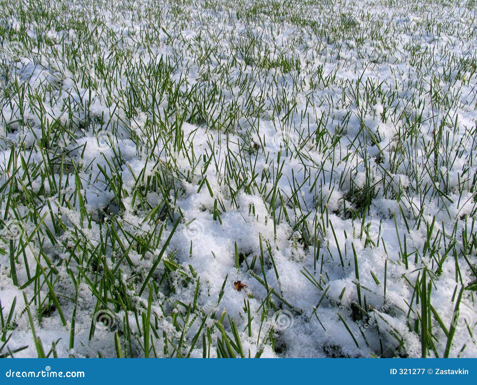 Green Grass under the Snow stock image. Image of texture - 321277