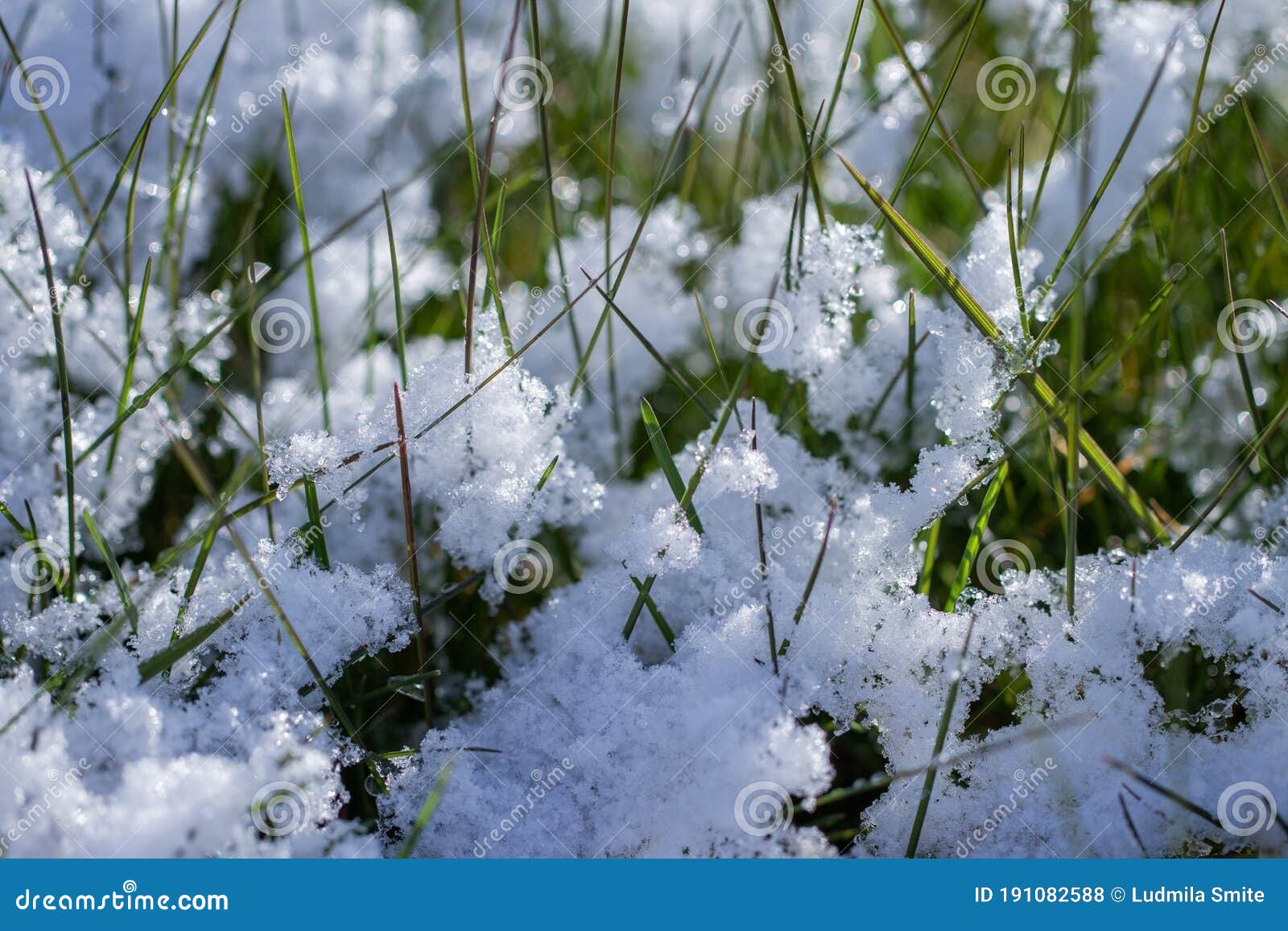 Green grass under snow stock photo. Image of plant, park - 191082588