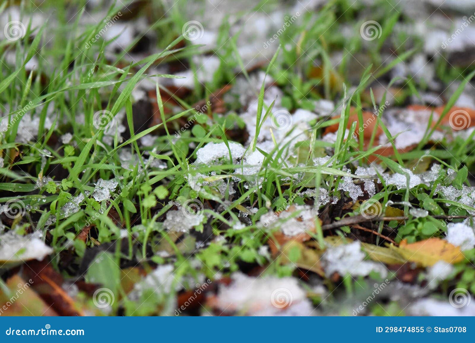Green Grass Under Snow in the Park Stock Image - Image of pink, grass ...