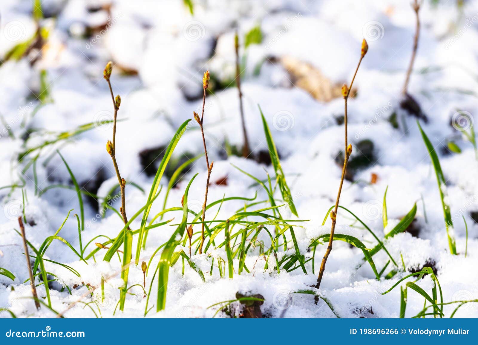 Green Grass Under the Snow in Sunny Weather Stock Photo - Image of land ...
