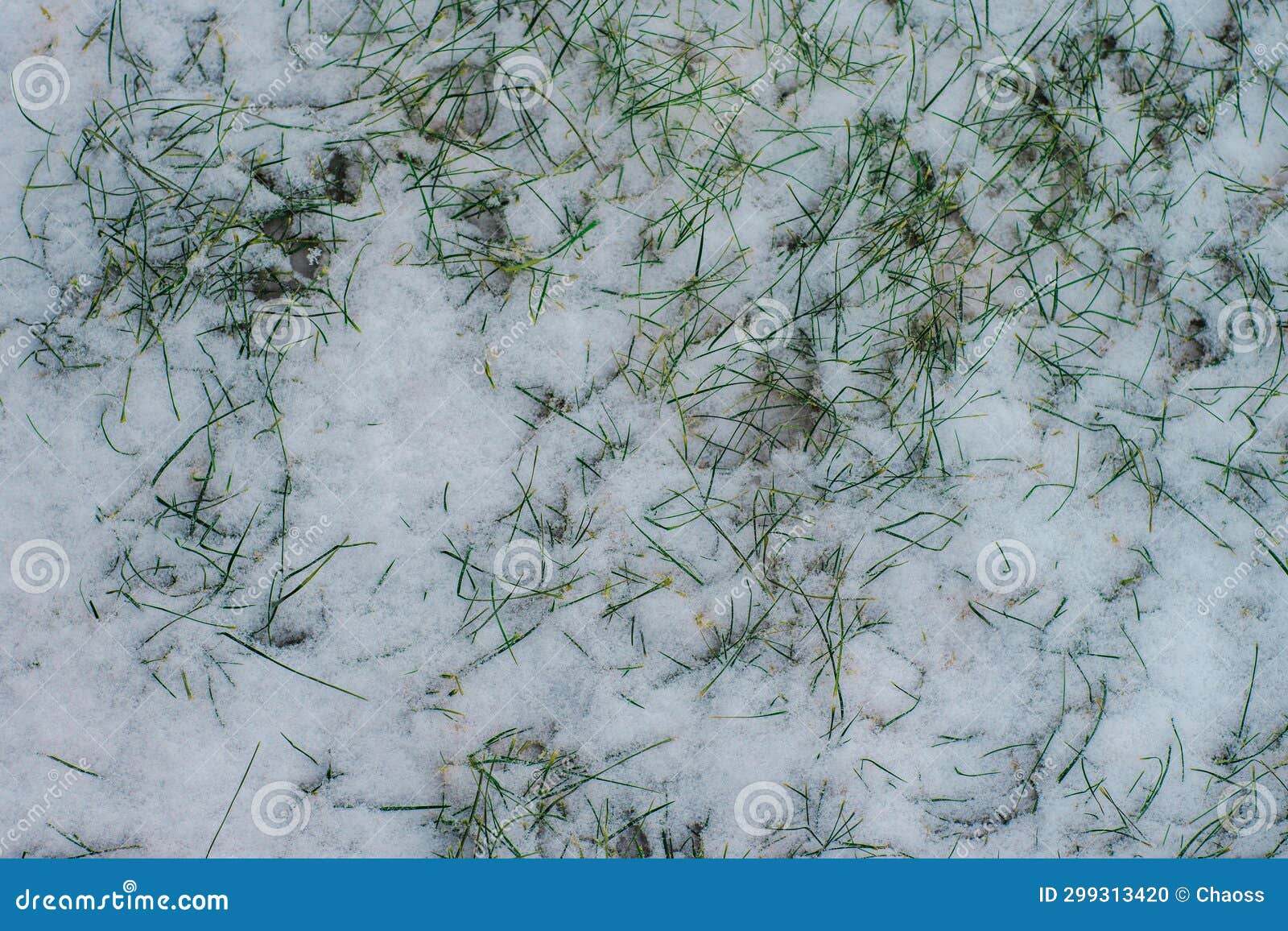 Green Grass Under Thin Layer of Snow Stock Photo - Image of nature ...