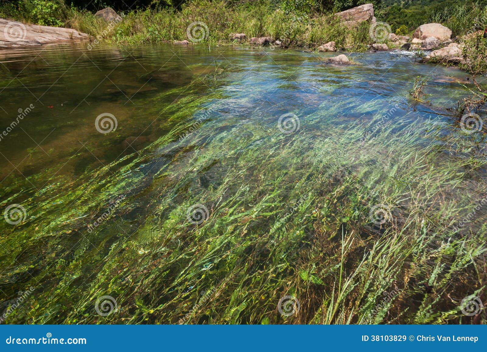 Green Grass Underwater River Waters Nature Stock Image - Image of green ...