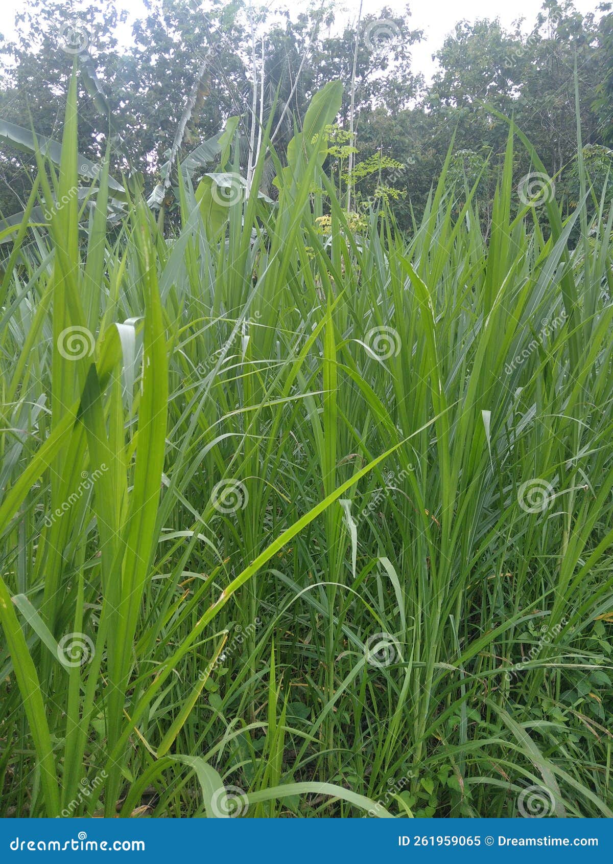 Green Grass is Very Good for Fodder Stock Image - Image of grass ...