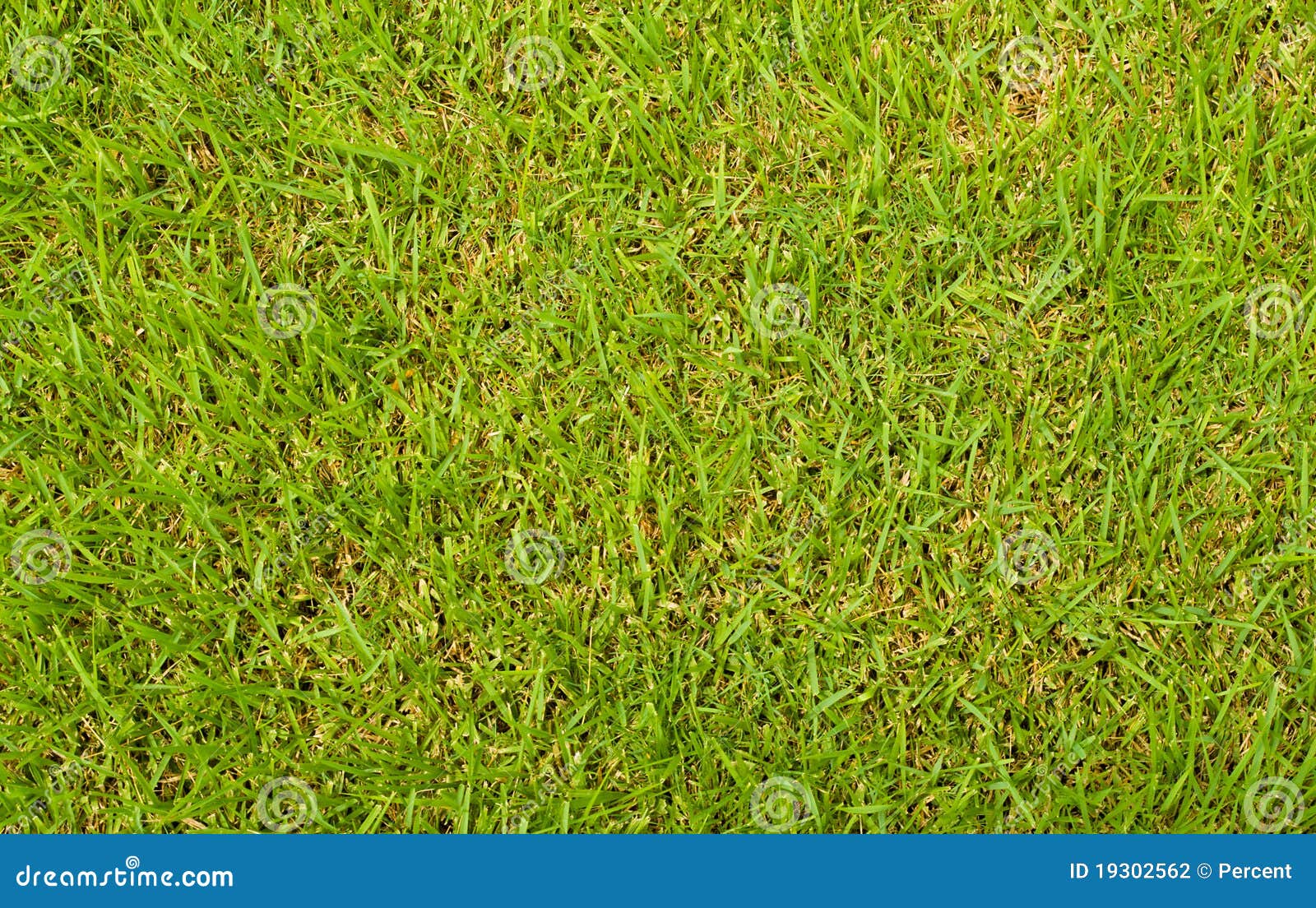 Green Grass View From Above Stock Photo - Image: 19302562