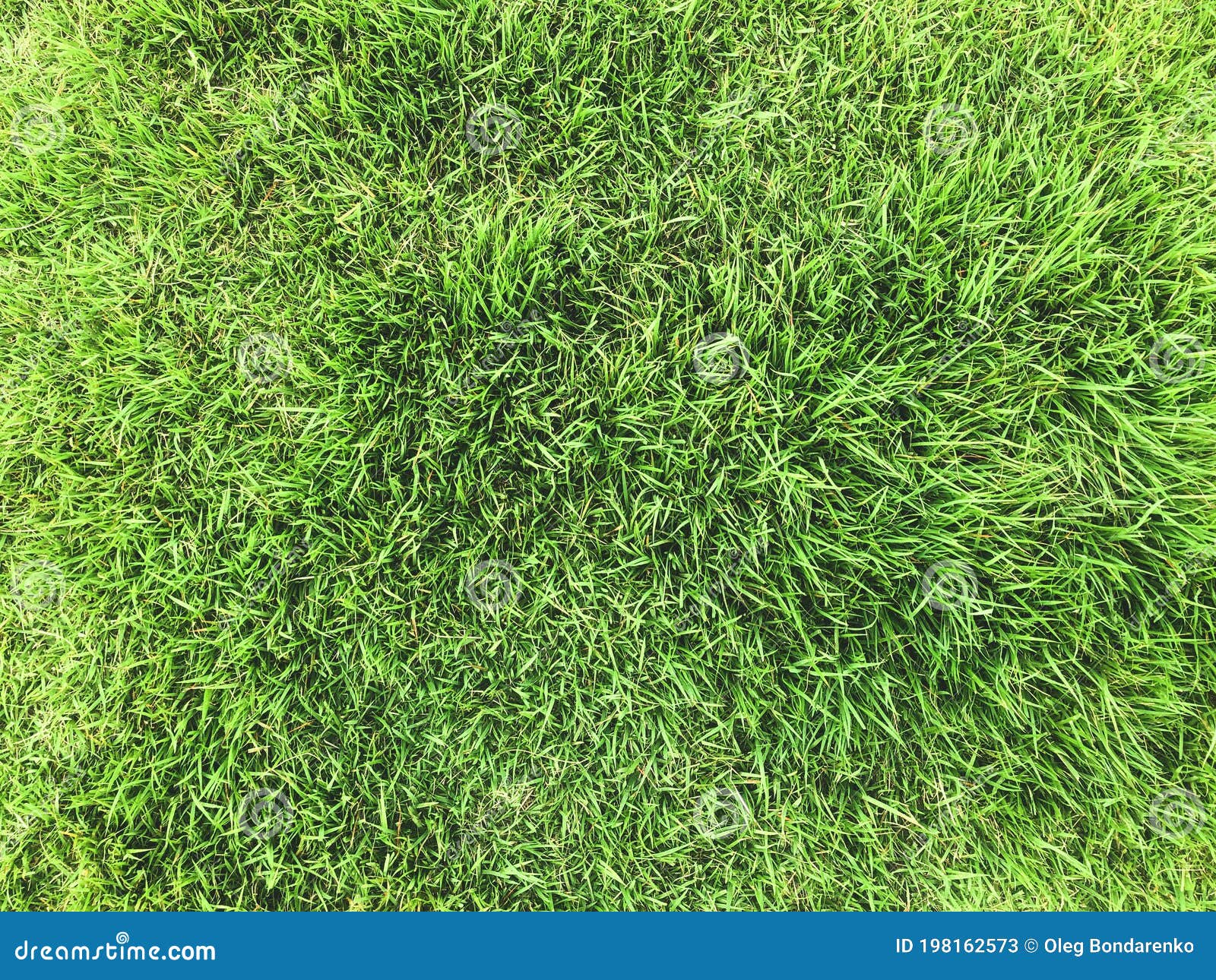 Green Grass. View from Above Stock Image - Image of field, lawn: 198162573