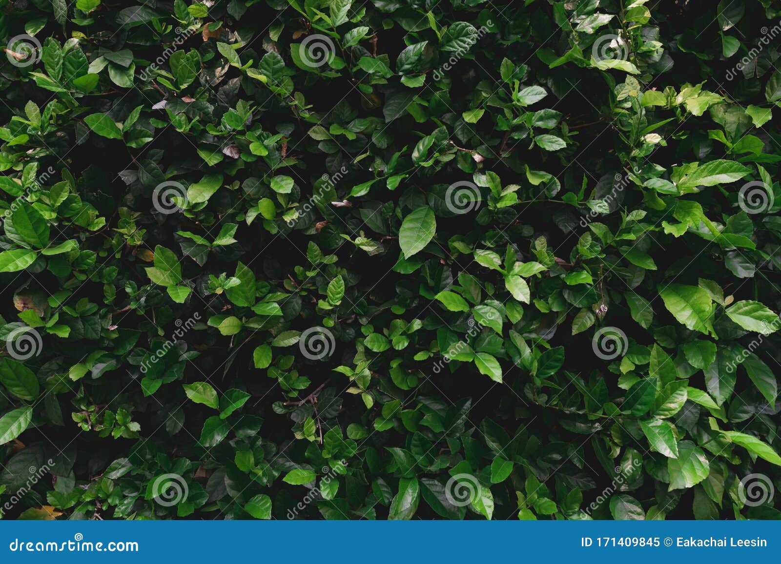Green Grass Wall Texture for Backdrop Design Stock Image - Image of ...