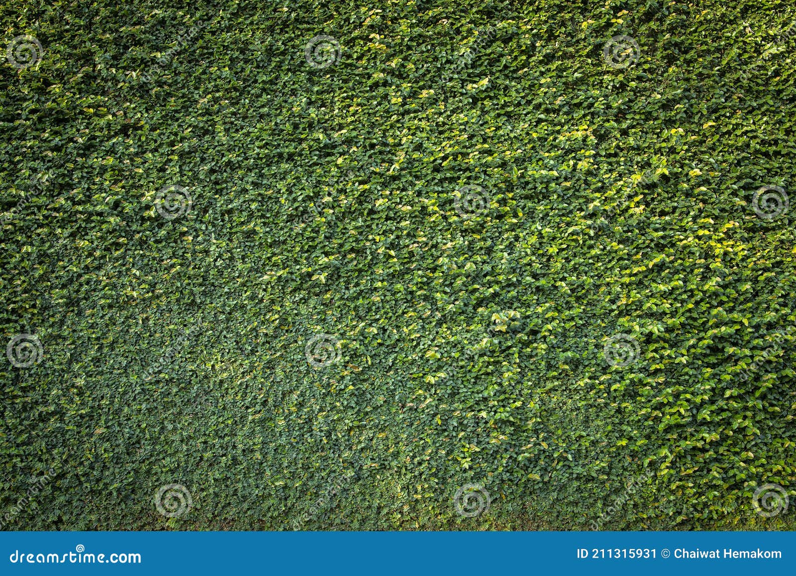 Green Grass Wall Texture for Backdrop Design Stock Image - Image of ...