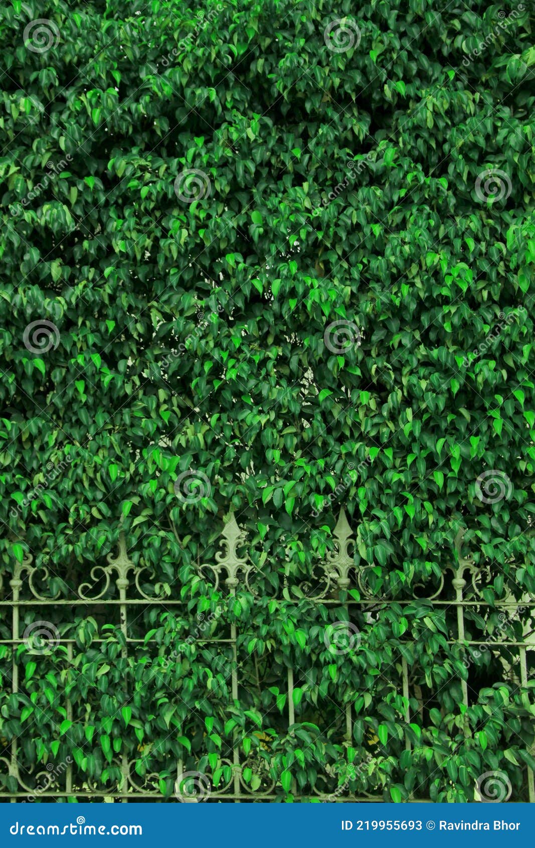 Green Grass Wall Texture for Backdrop Design and Eco Wall and Die-cut ...