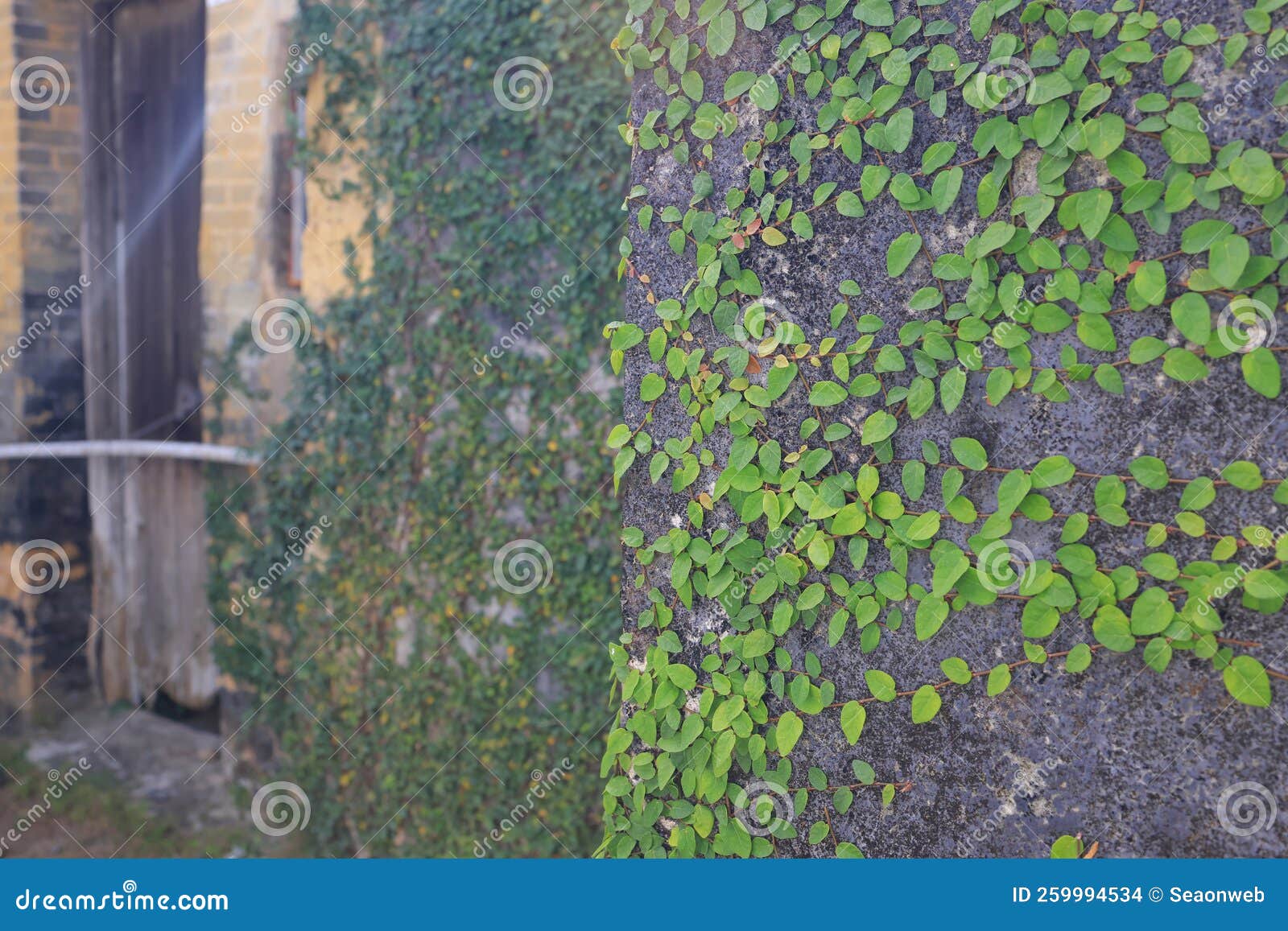 A Green Grass Wall Texture for Backdrop Design Stock Photo - Image of ...