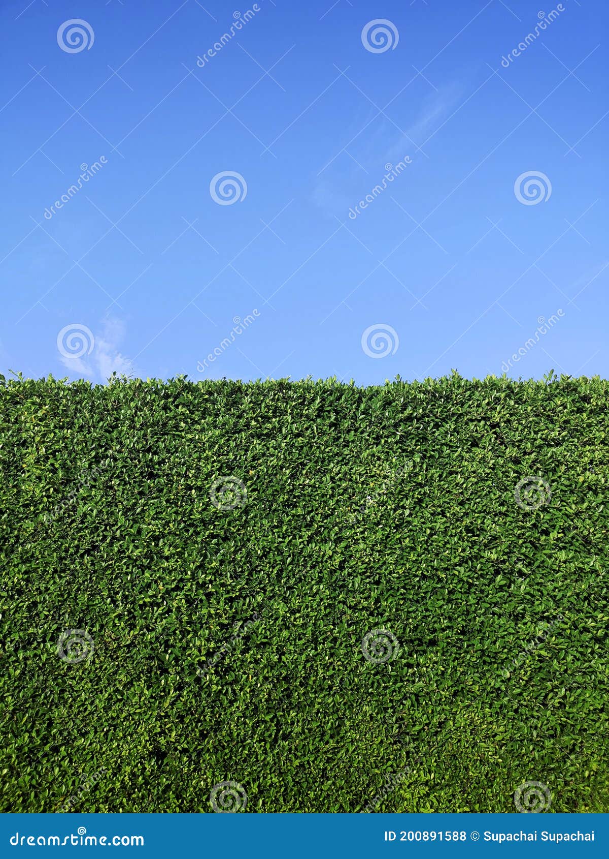 Green Grass Wall Texture and Bright Blue Sky Stock Photo - Image of ...