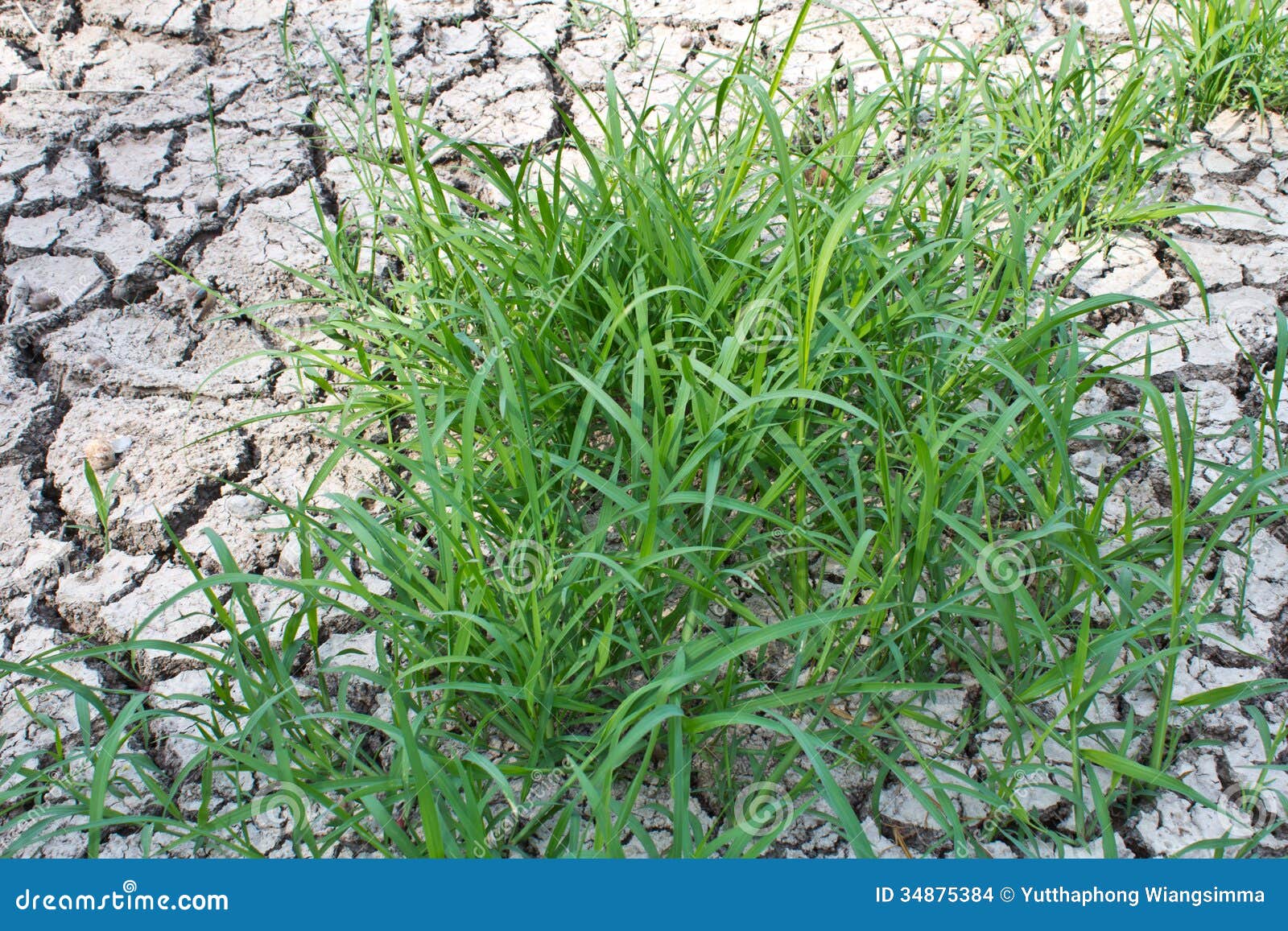 Green grass. stock photo. Image of detail, brown, grass - 34875384