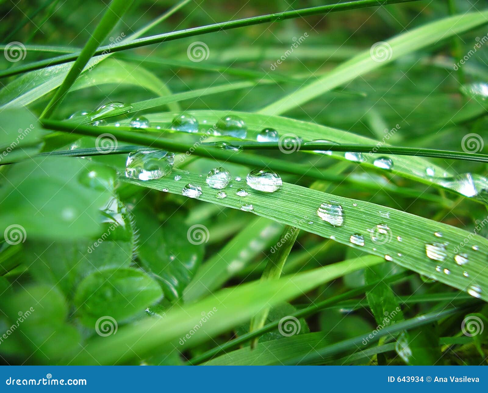 Green Grass with Water Drops Stock Photo - Image of still, drops: 643934