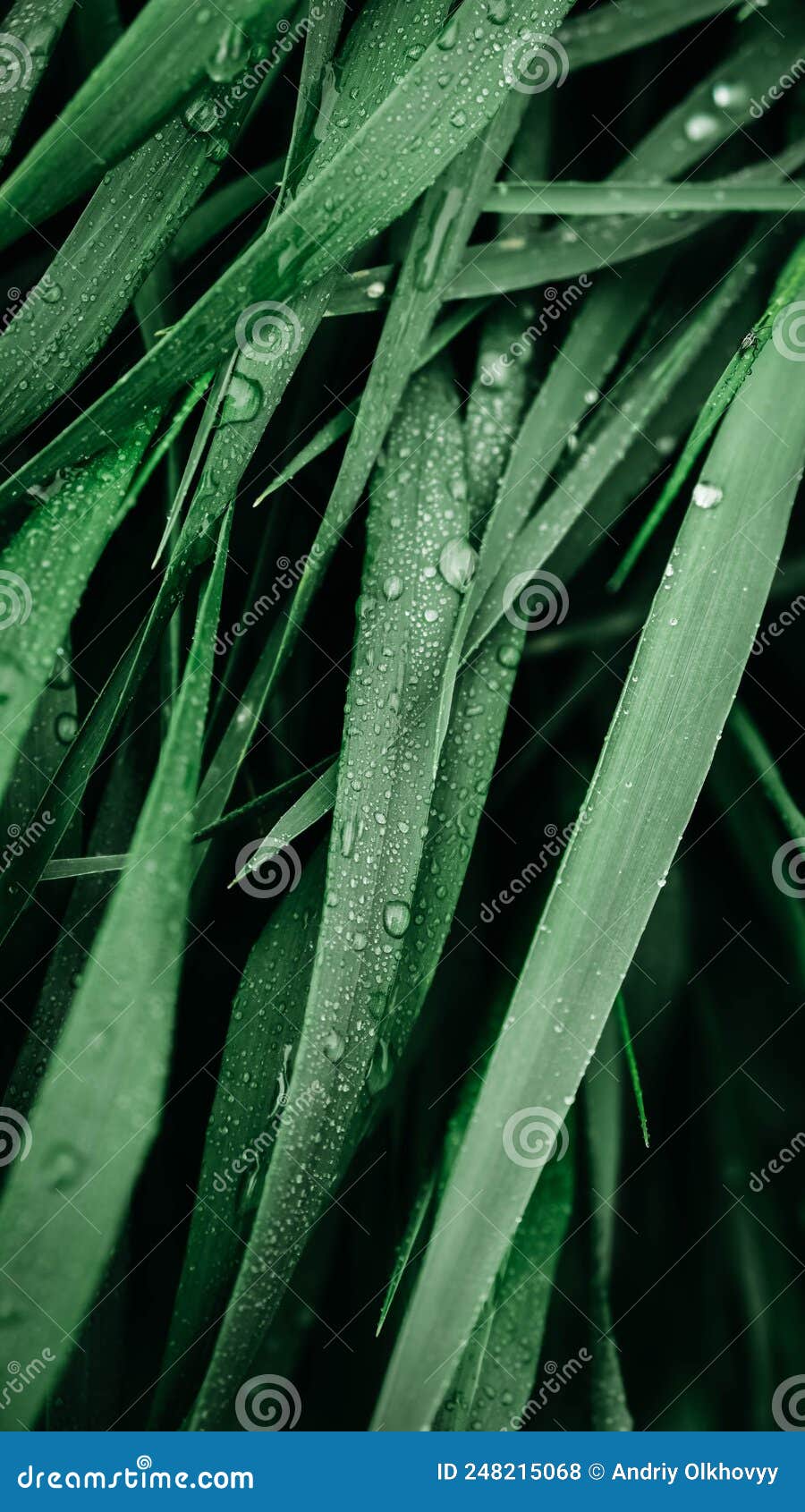 Green Grass with Water Drops As Background Texture Stock Photo - Image ...