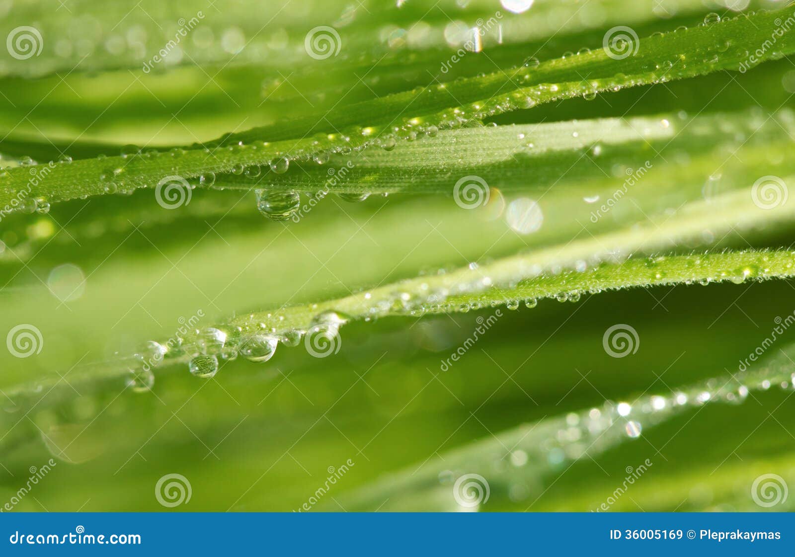 Green Grass with Water Drops Natural Background Stock Image - Image of ...