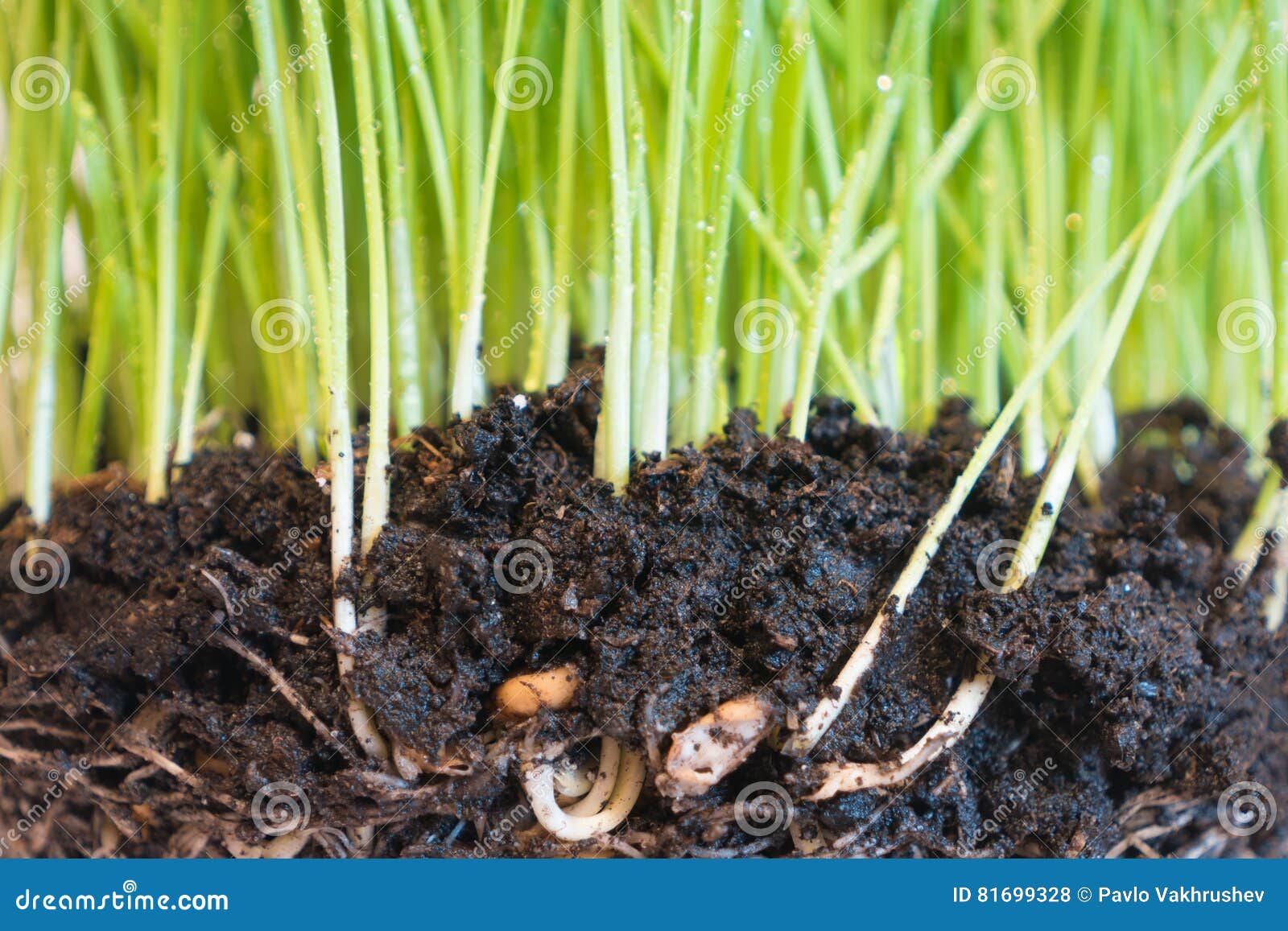 Green Grass with Water Drops and Roots Stock Photo - Image of healthy ...