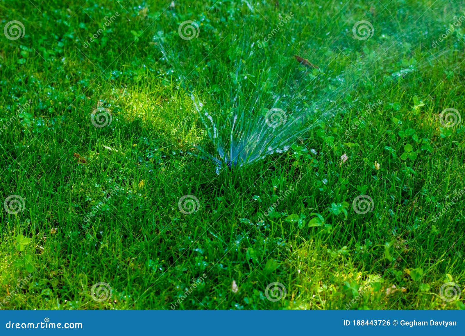 Green Grass with Water Drops, Watering the Grass Stock Photo - Image of ...