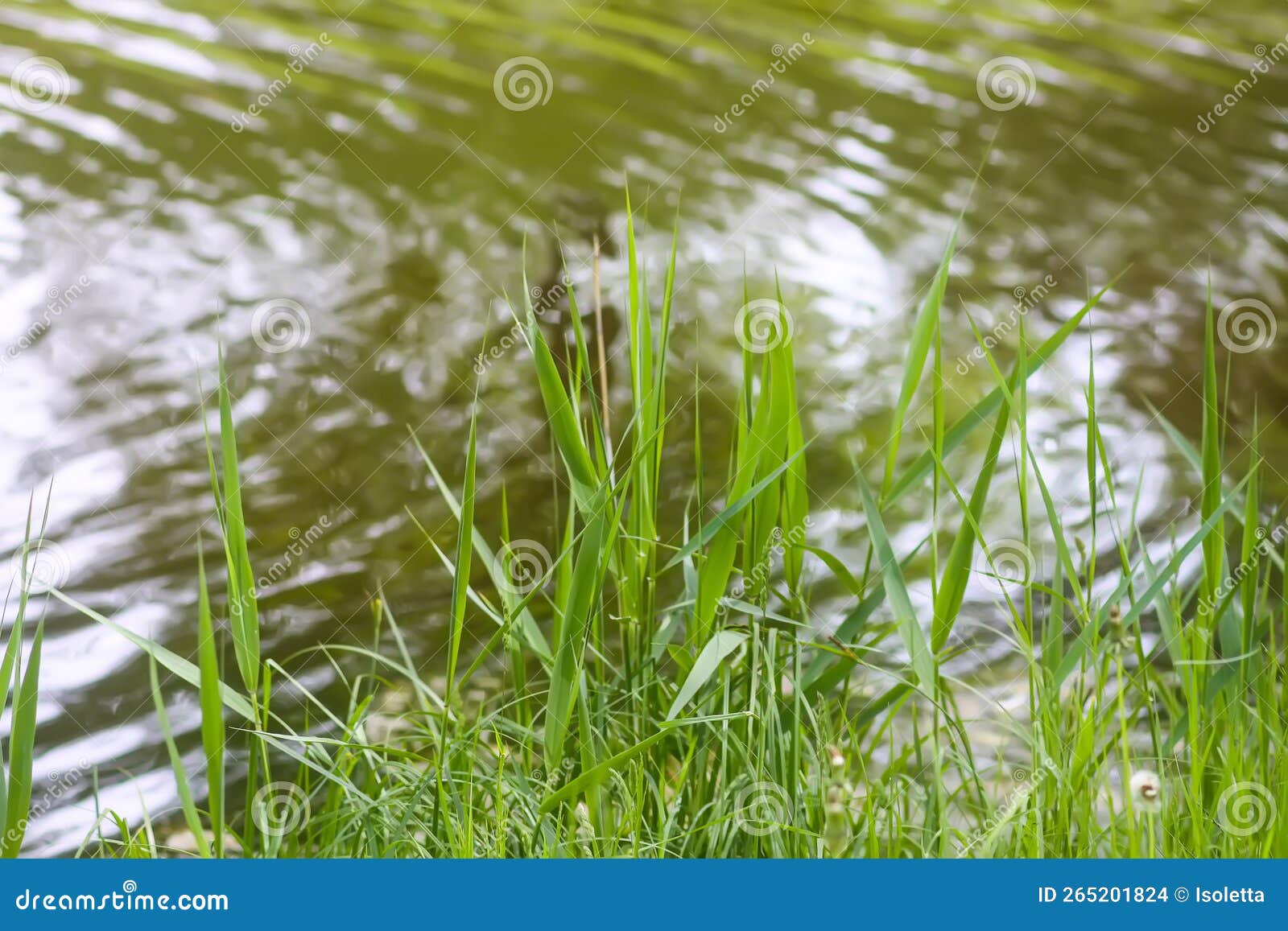 Green Grass and Water in the Pond in Summer Park Stock Photo - Image of ...